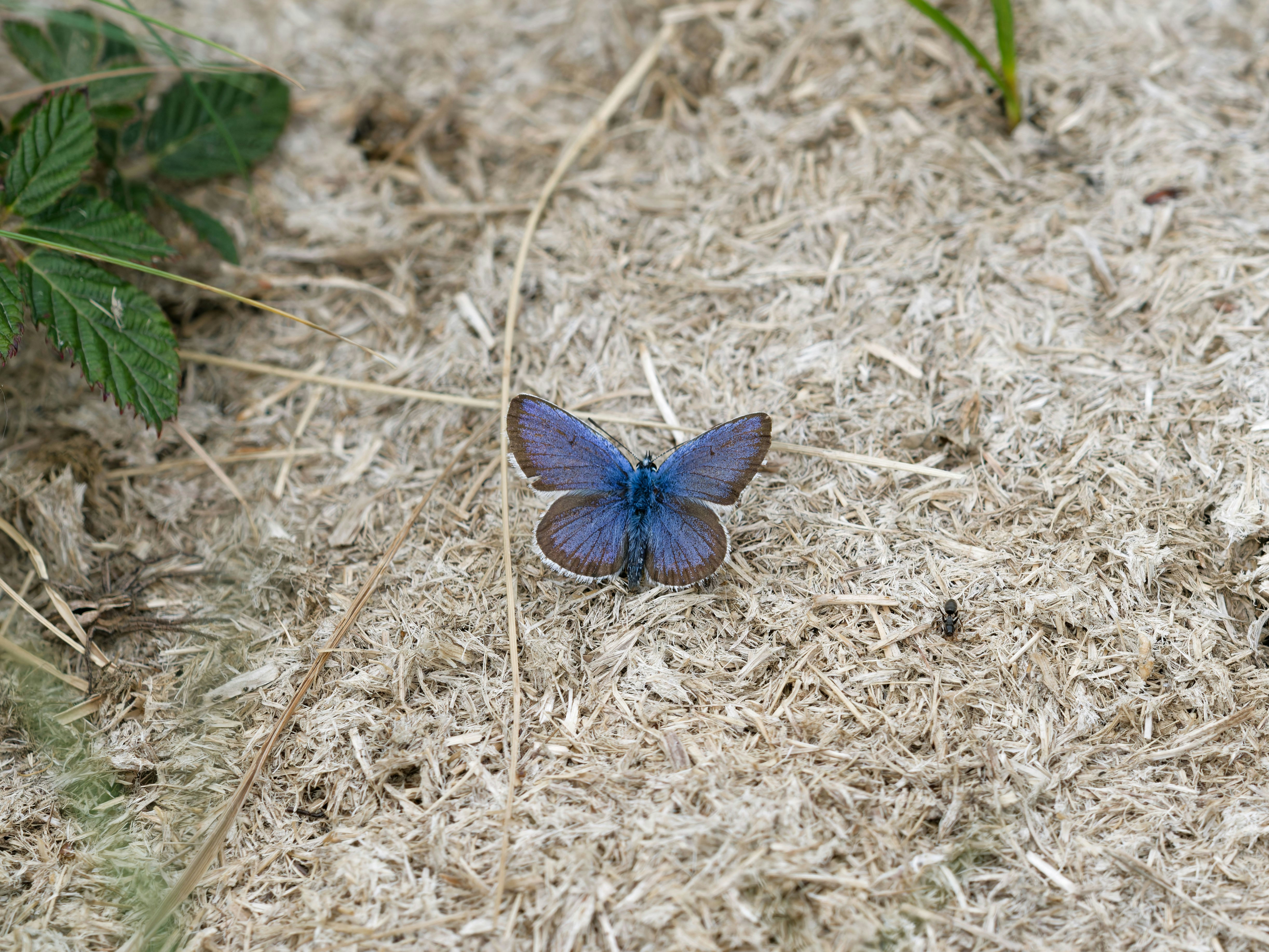 Azure Slip: a cobalt butterfly resting on sunlit sand