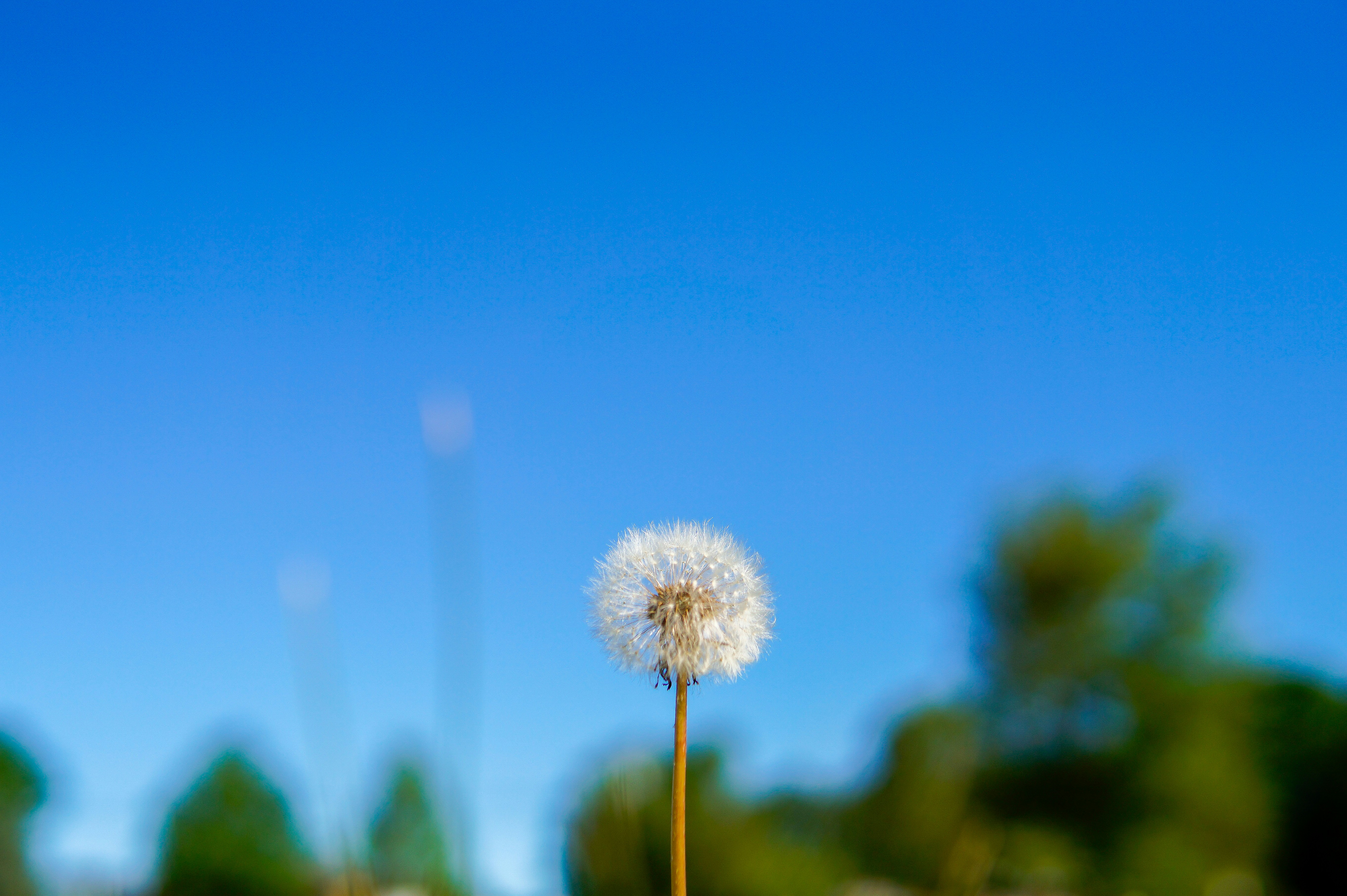 Dandelion Sentinel Against a Cerulean Sky