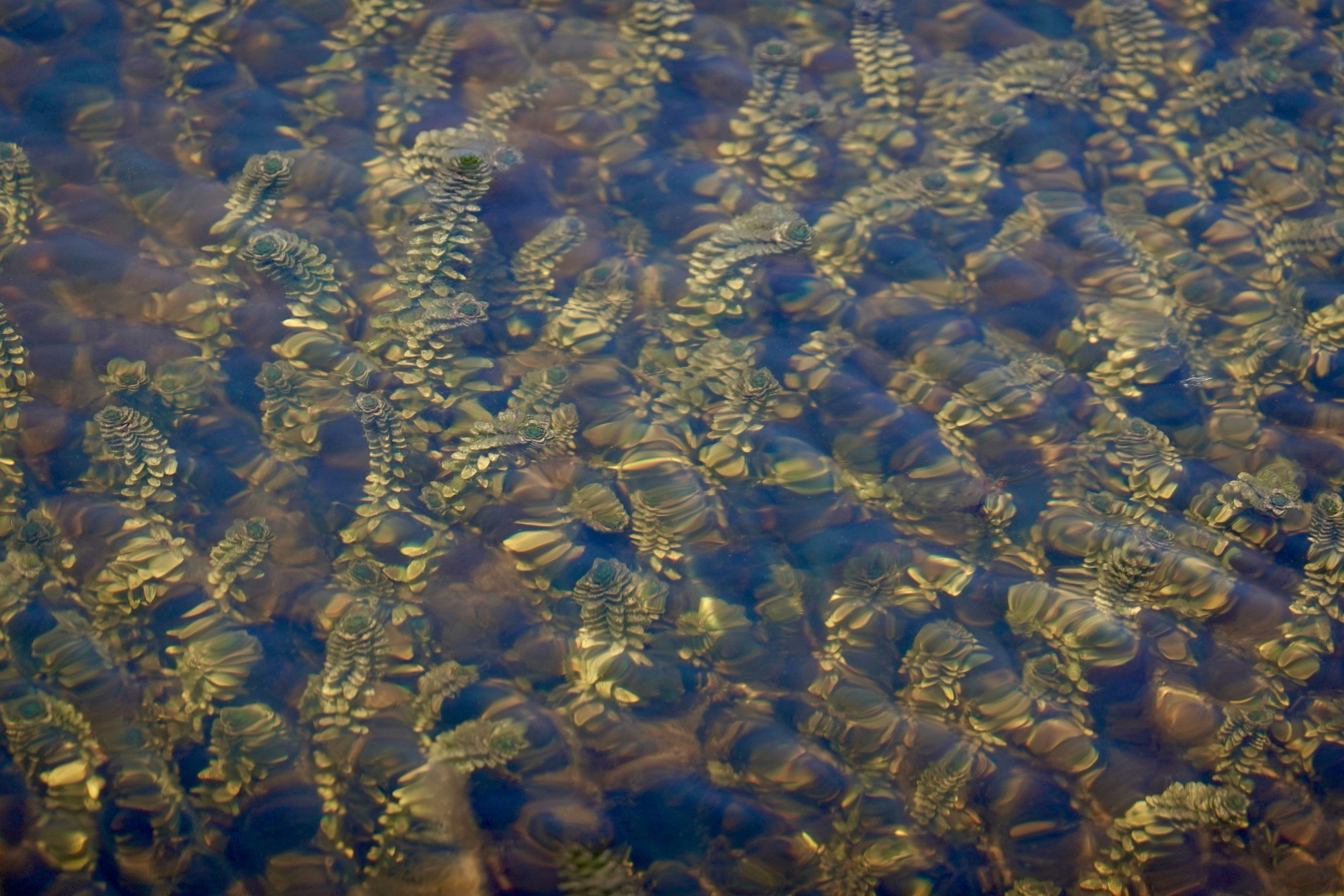 Golden Ferns Beneath Quiet Ripples