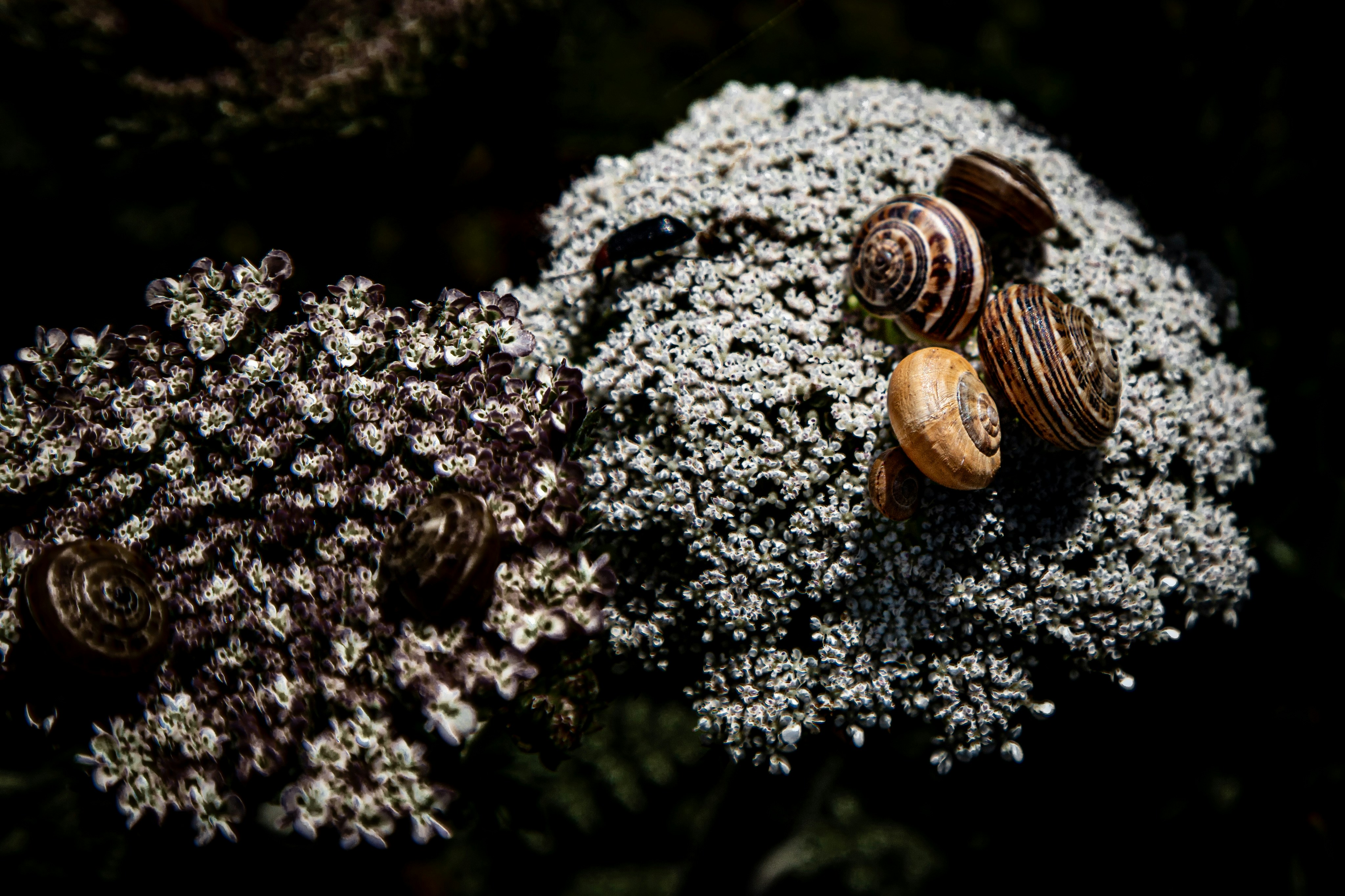Macro bloom: lichen snow and snail spirals on a dawn-lit branch
