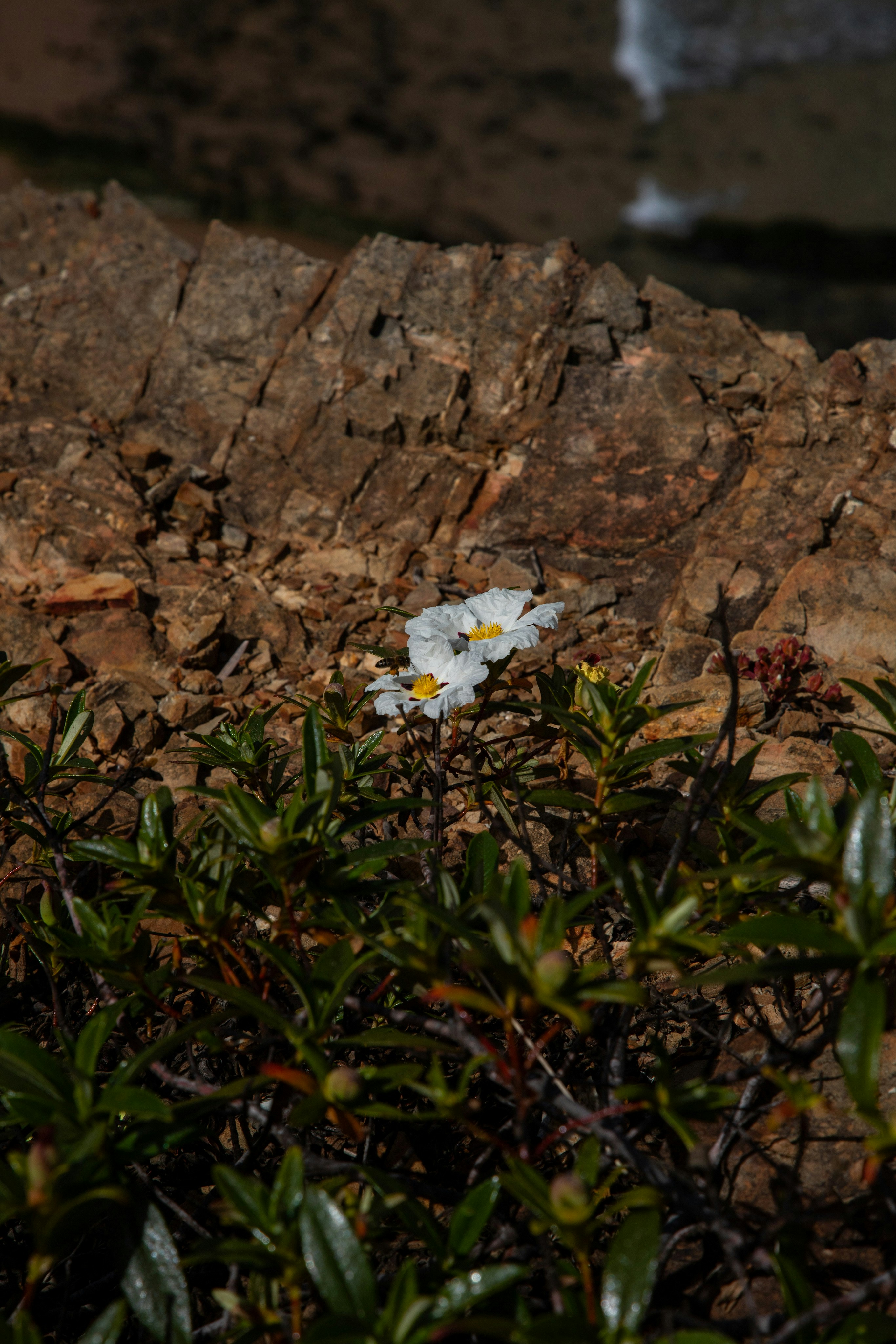 White blossom among rugged bark and green understory