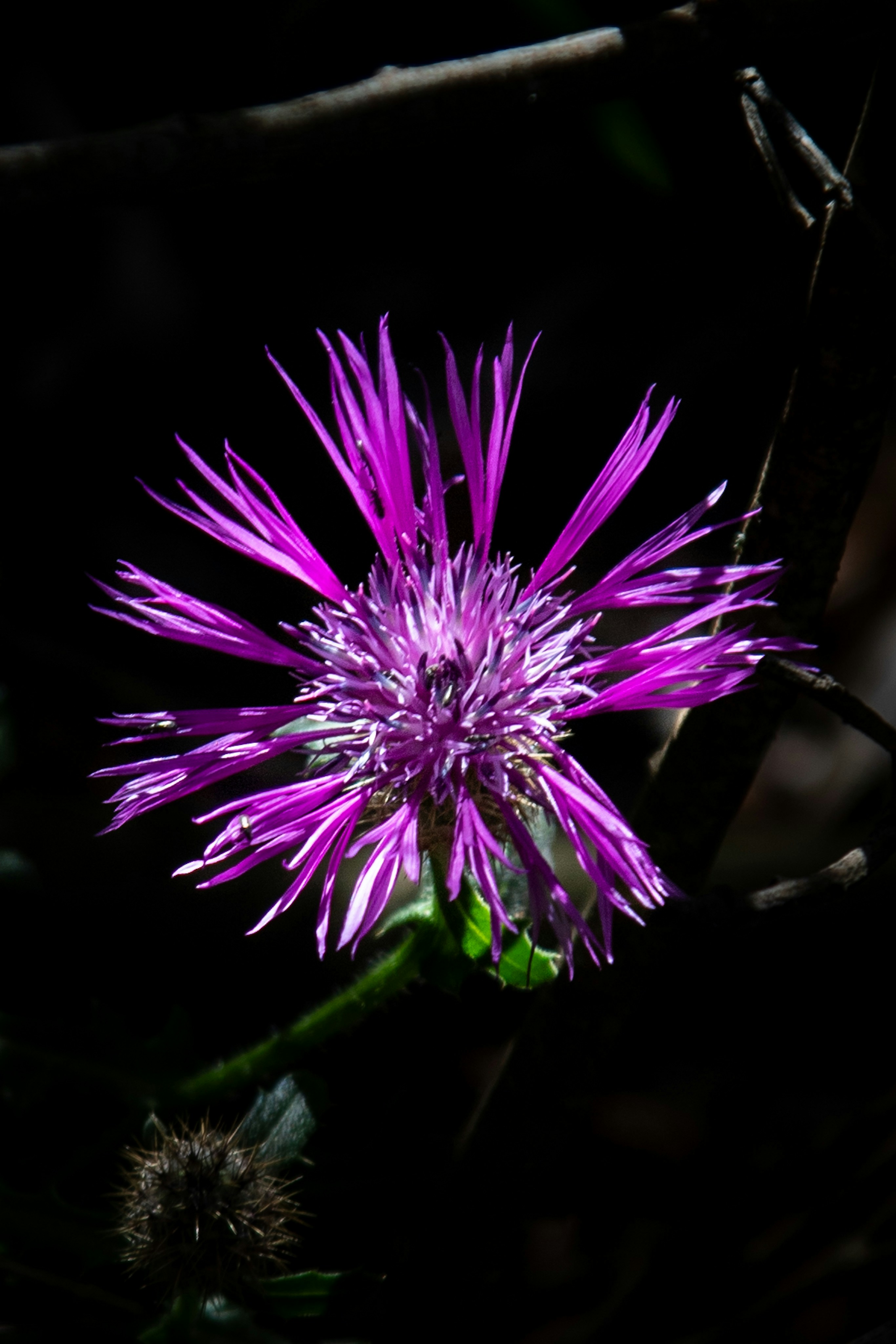 Violet Bloom in Focus: a Starlit Wildflower against a Velvet Shadow