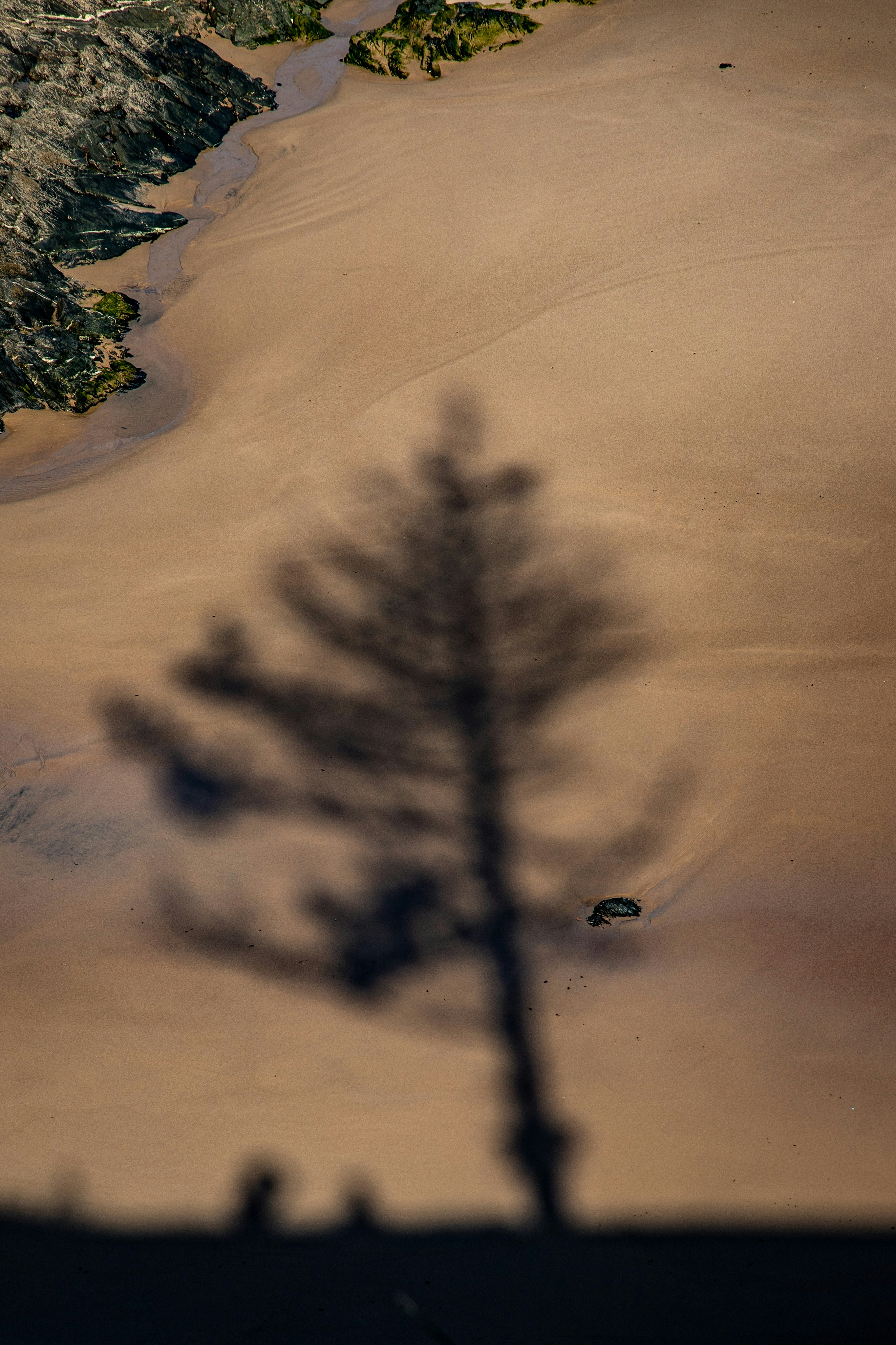 Shadow of a Pine on Wet Sand