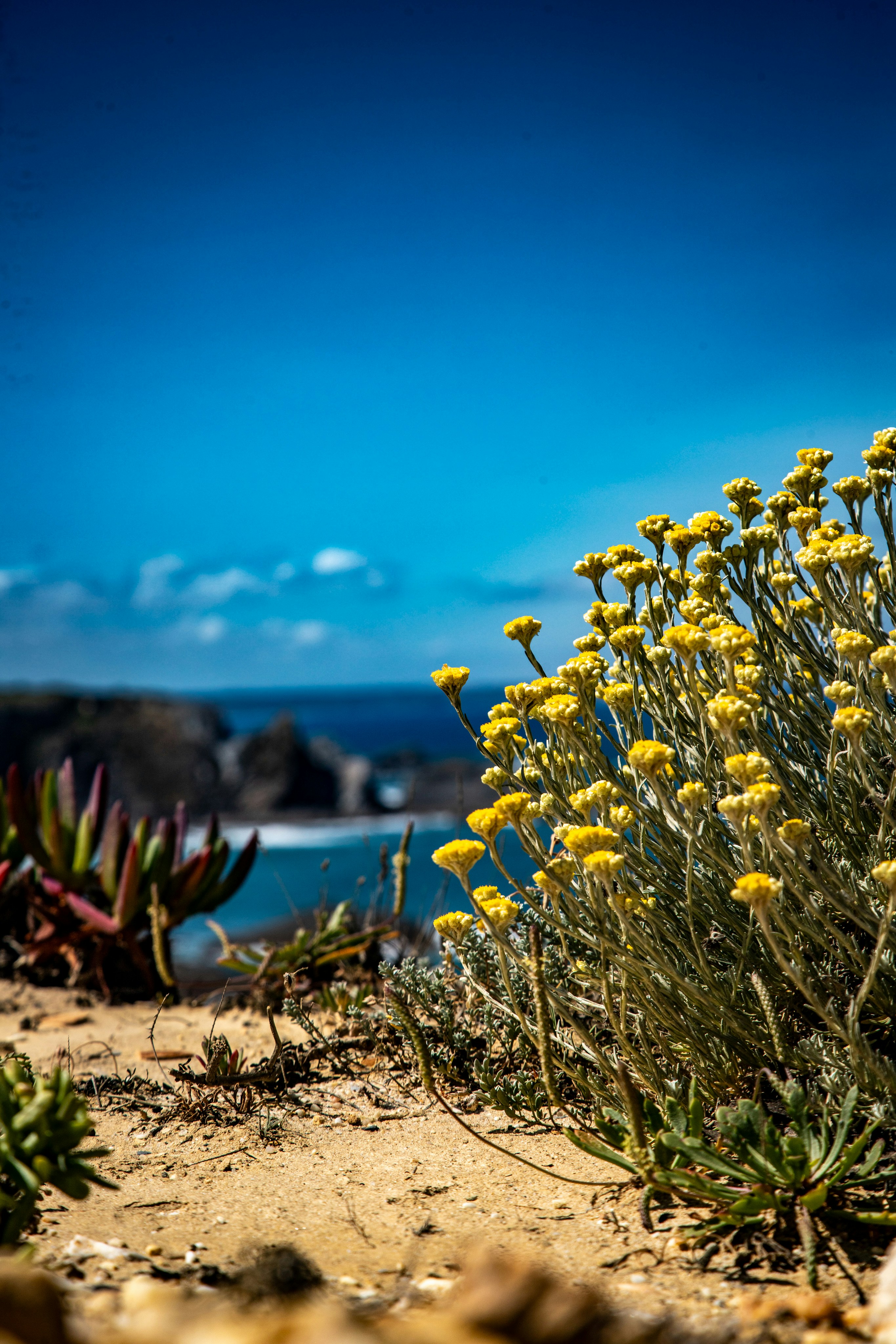 Golden Umbrellas in the Coastal Playa