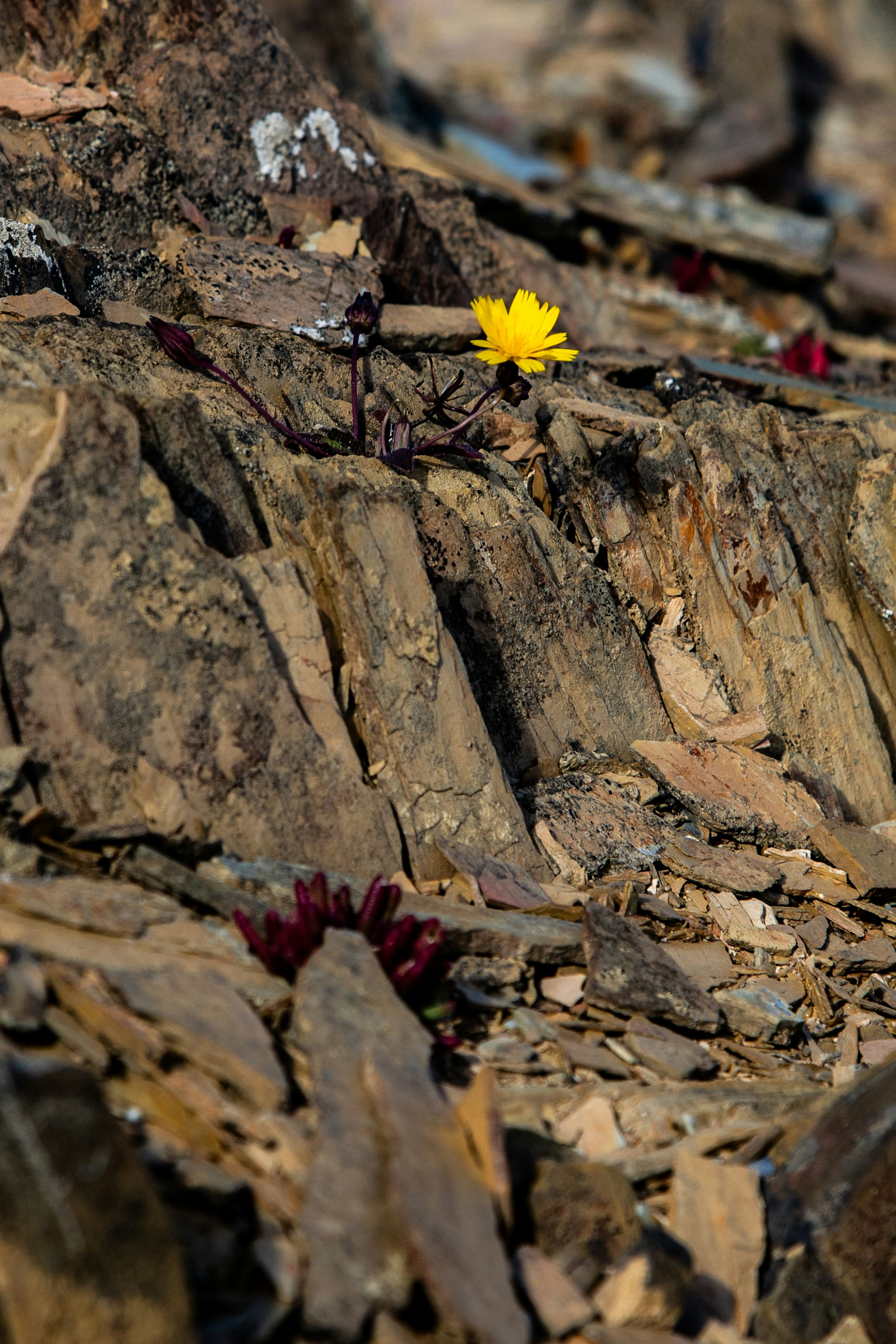 Solitary Yellow Bloom Emerging from Layered Rock