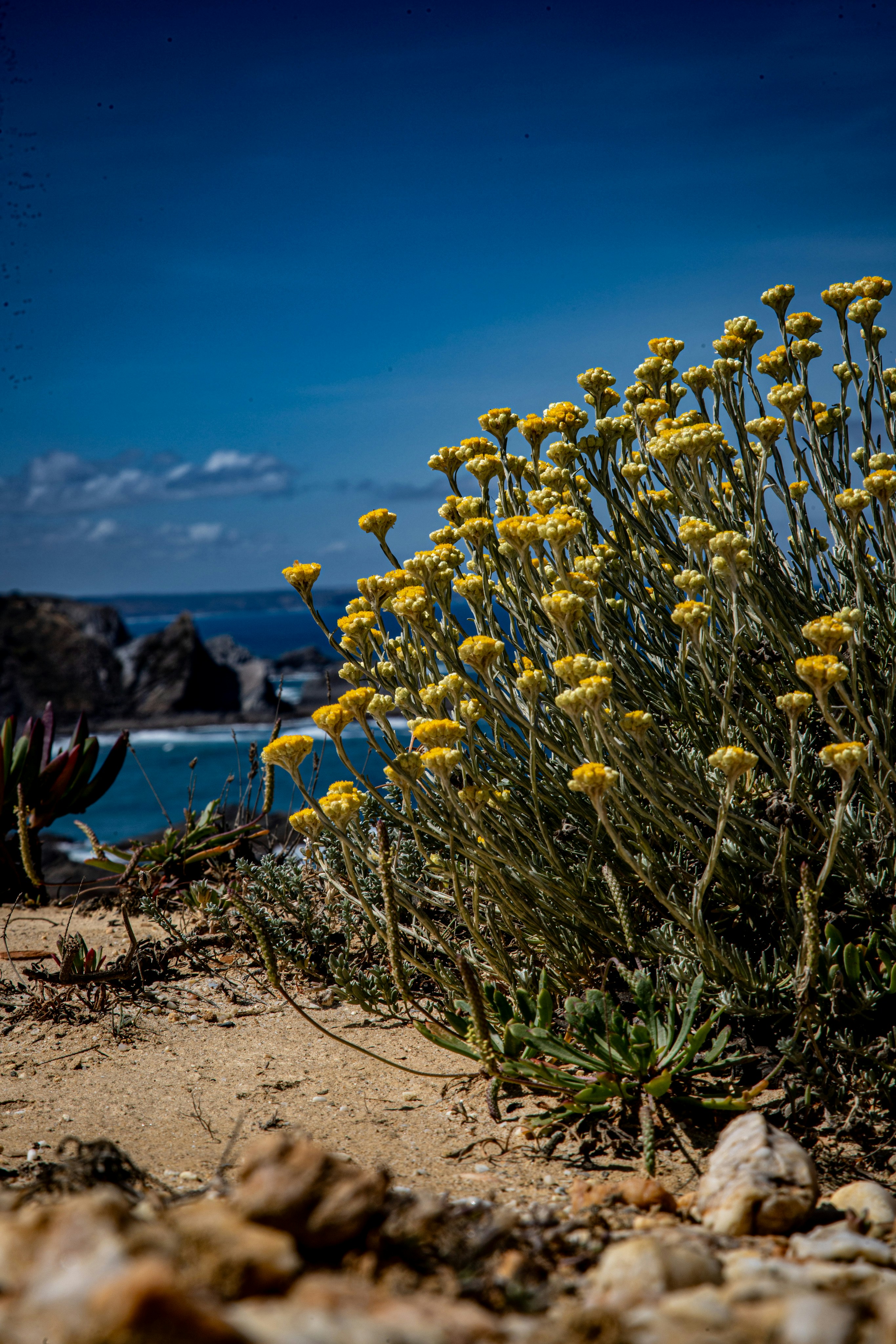Coastal Wildflowers Reach Toward a Clear Blue Sky