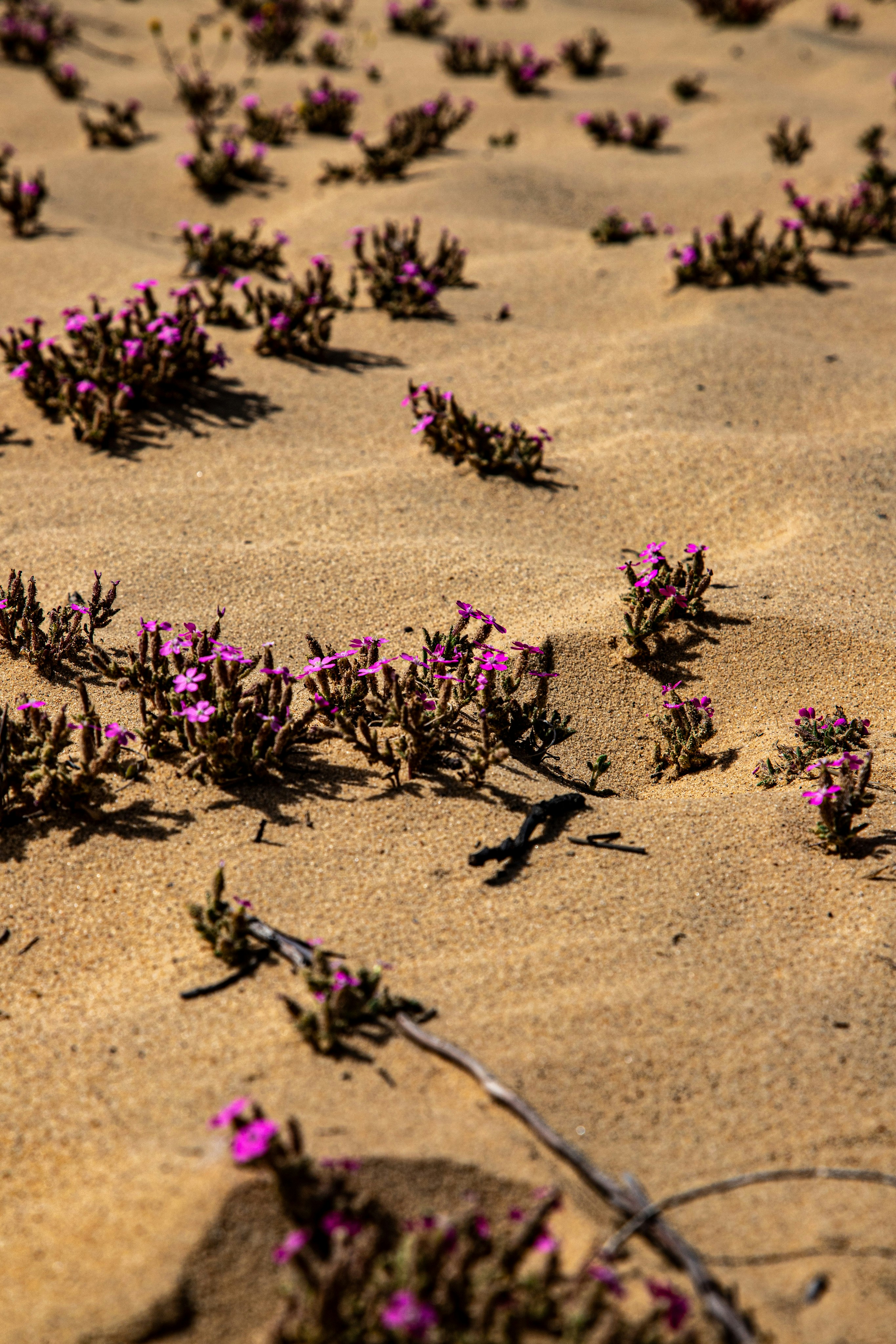 Desert Blooms: Tiny Camellia-like Sprouts on Wind-Kissed Sand