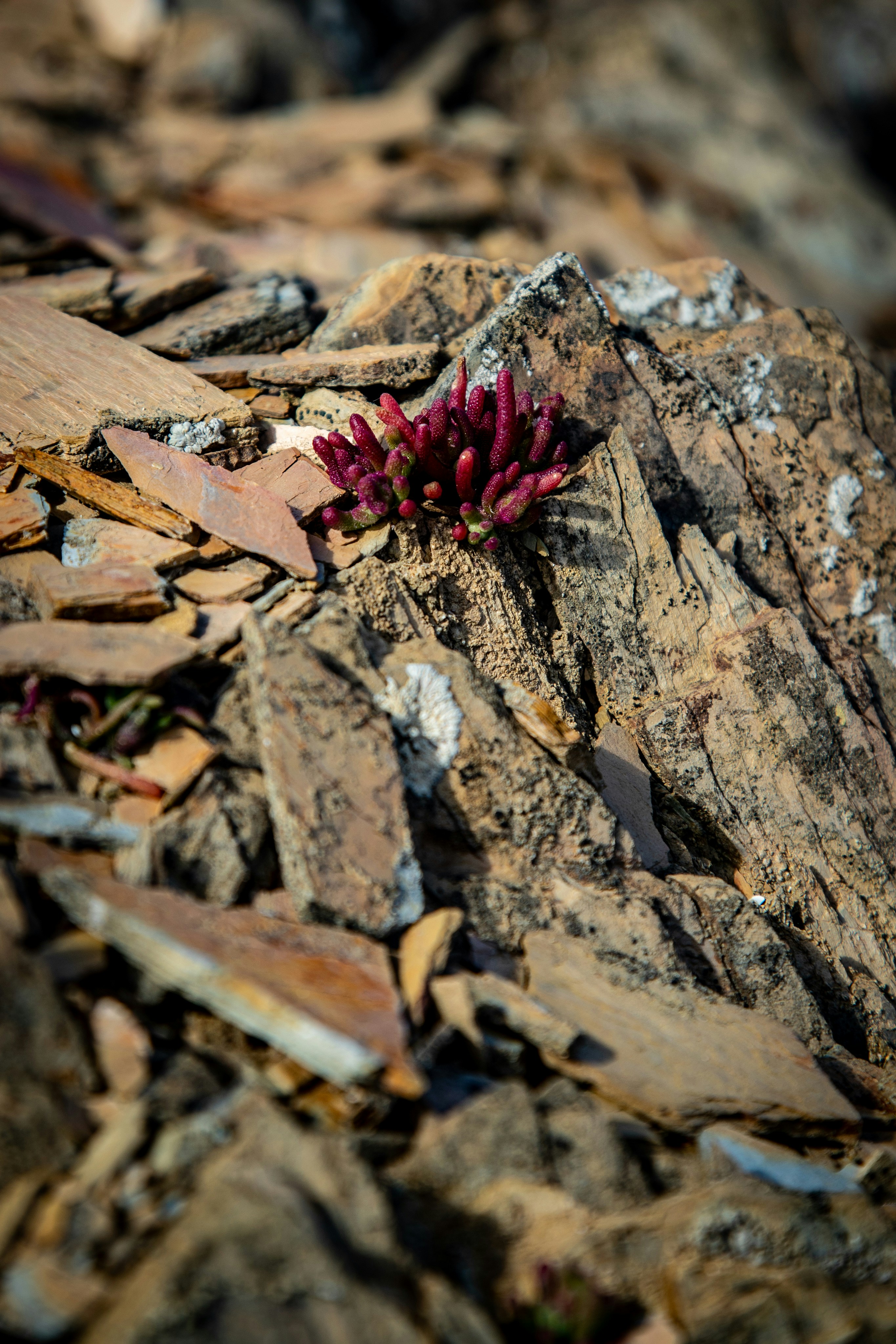 Red Sprigs on Weathered Bark: A Tiny Crimson Accent among Decay