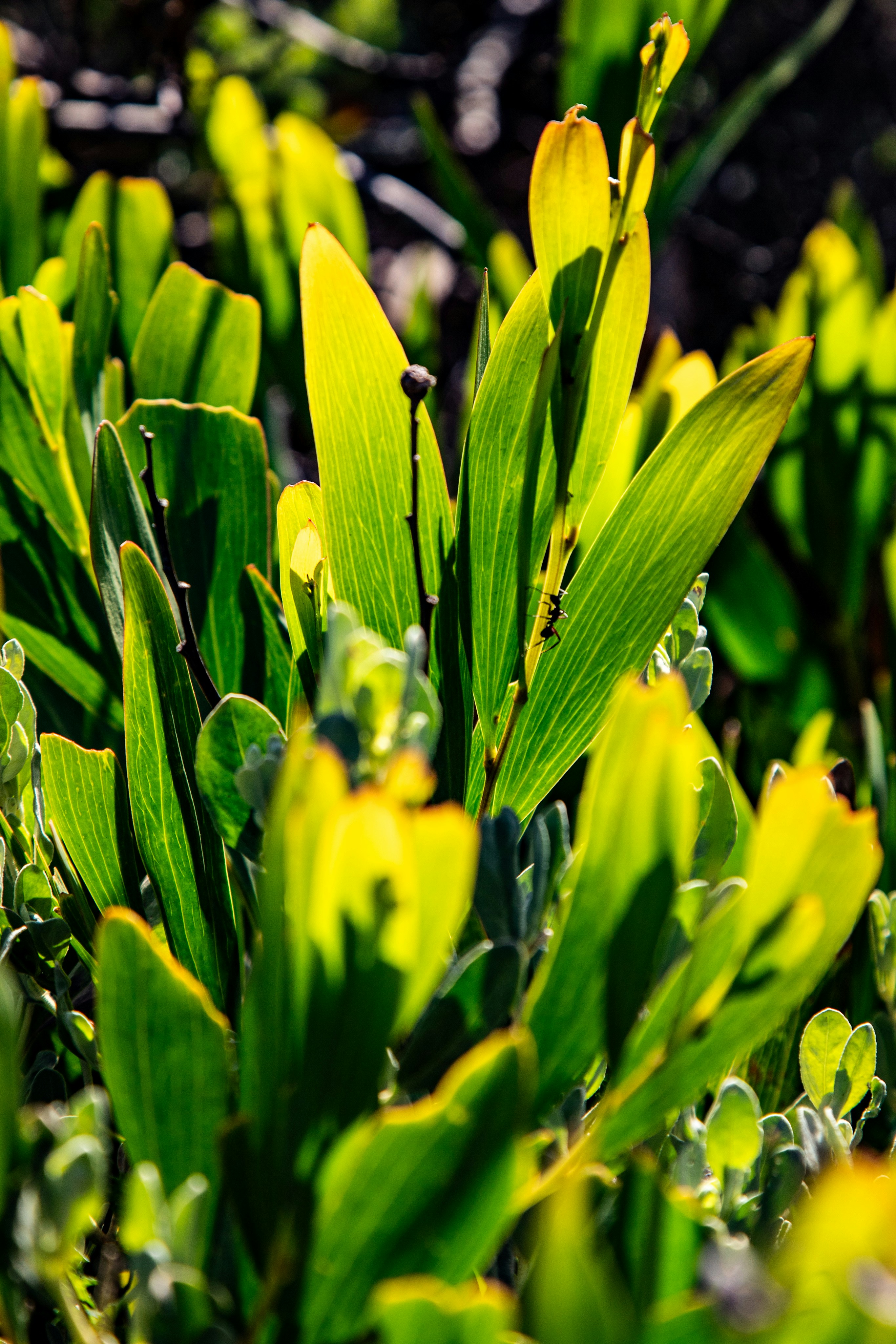 Sunlit Verve: Neon-green Rituals of Coastal Shrubs