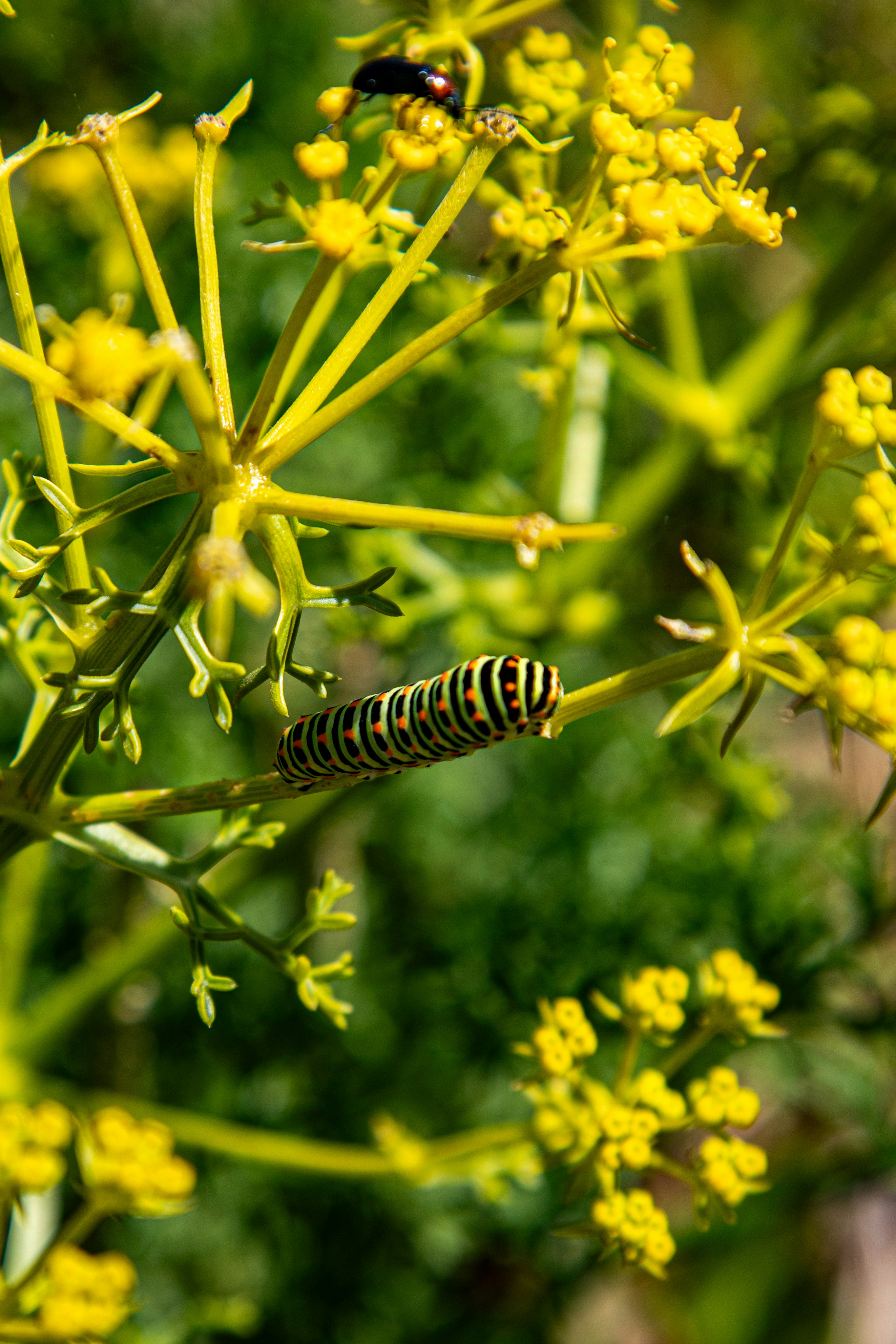Yellow Kubelka Bloom: a caterpillar pauses on an umbel