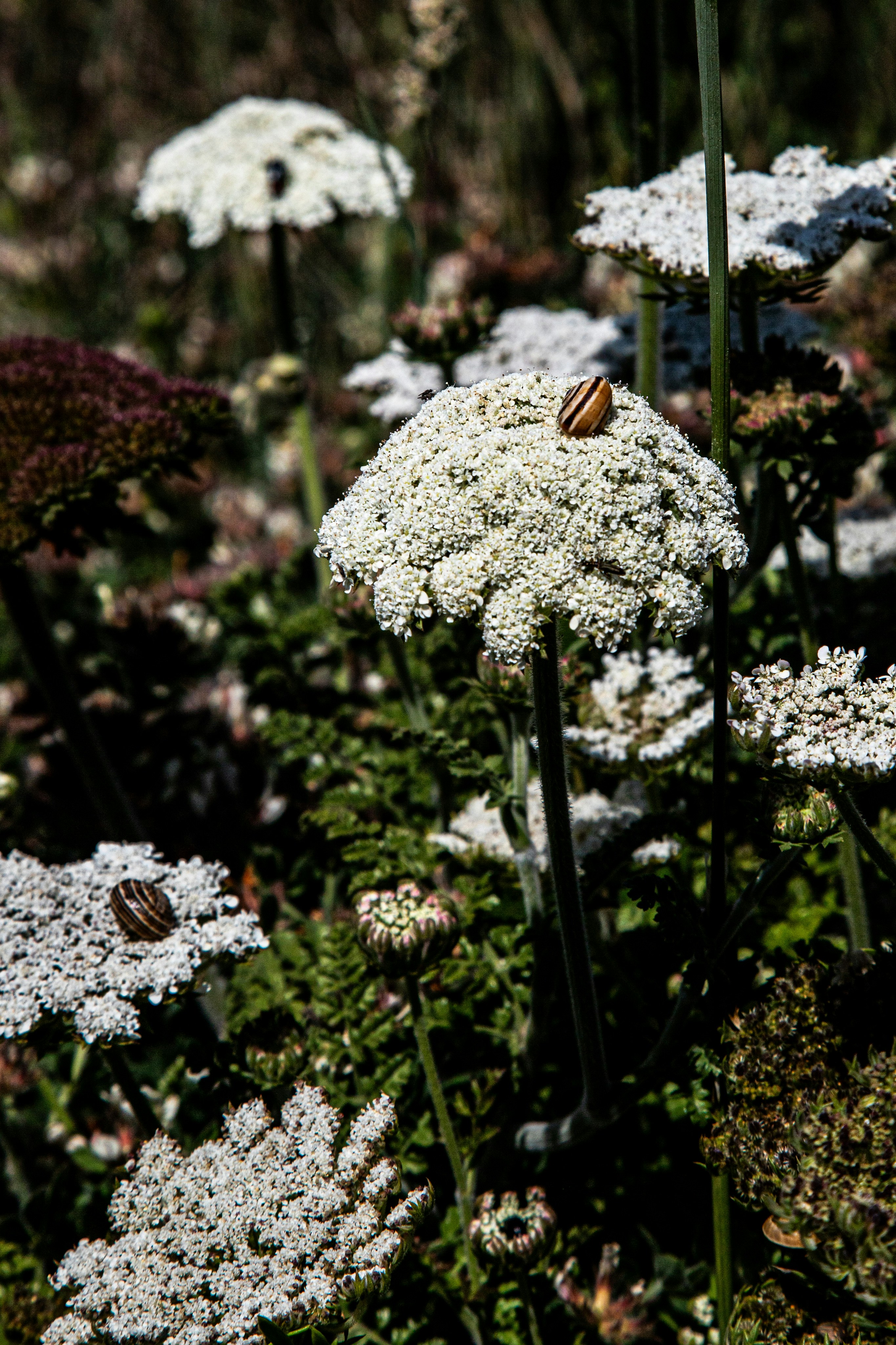 Shell on a Cloud: A Bee Landing Among Queen Anne’s Lace