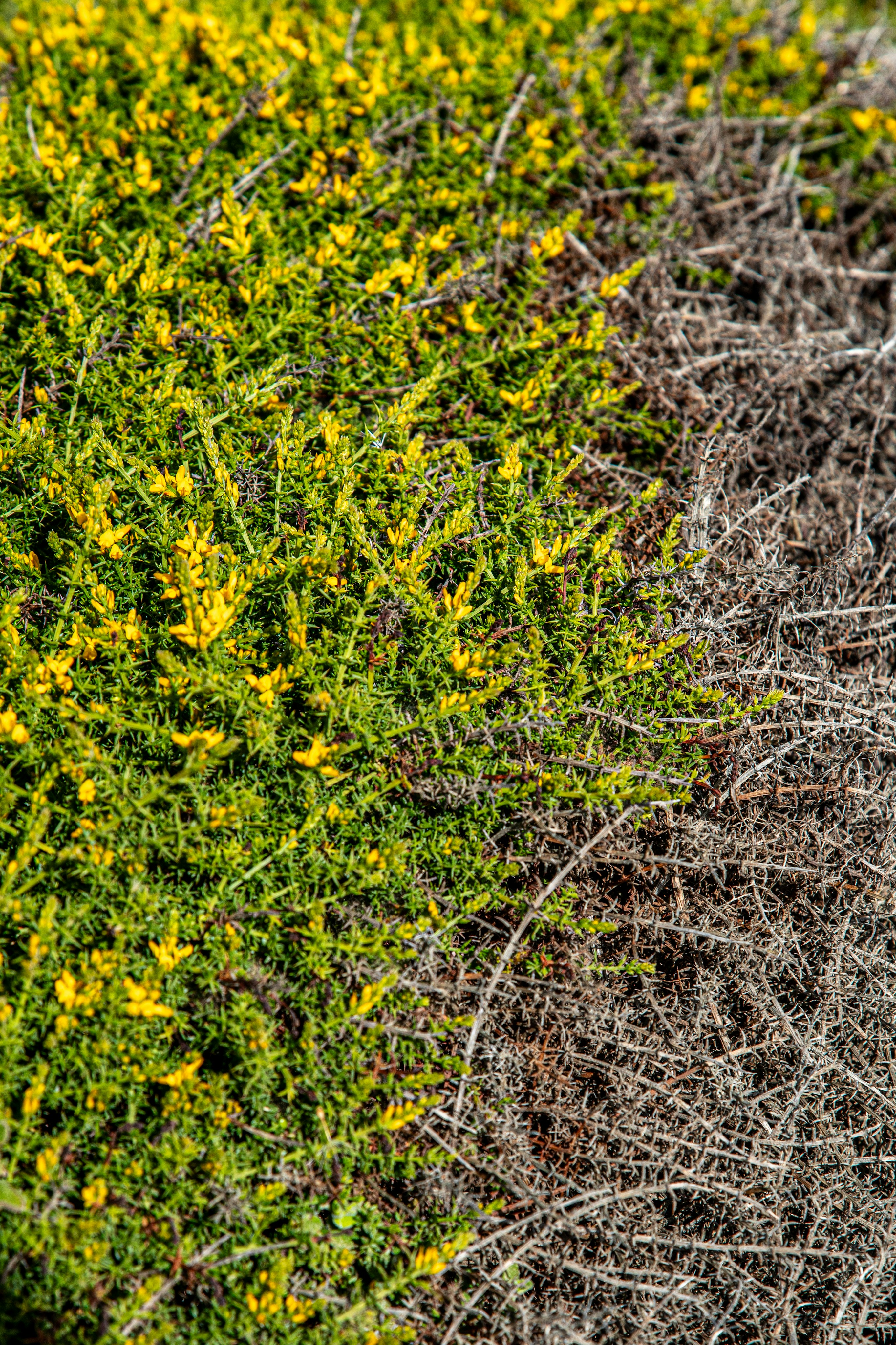 Sunlit Golden Shrub in a Coastal Thicket