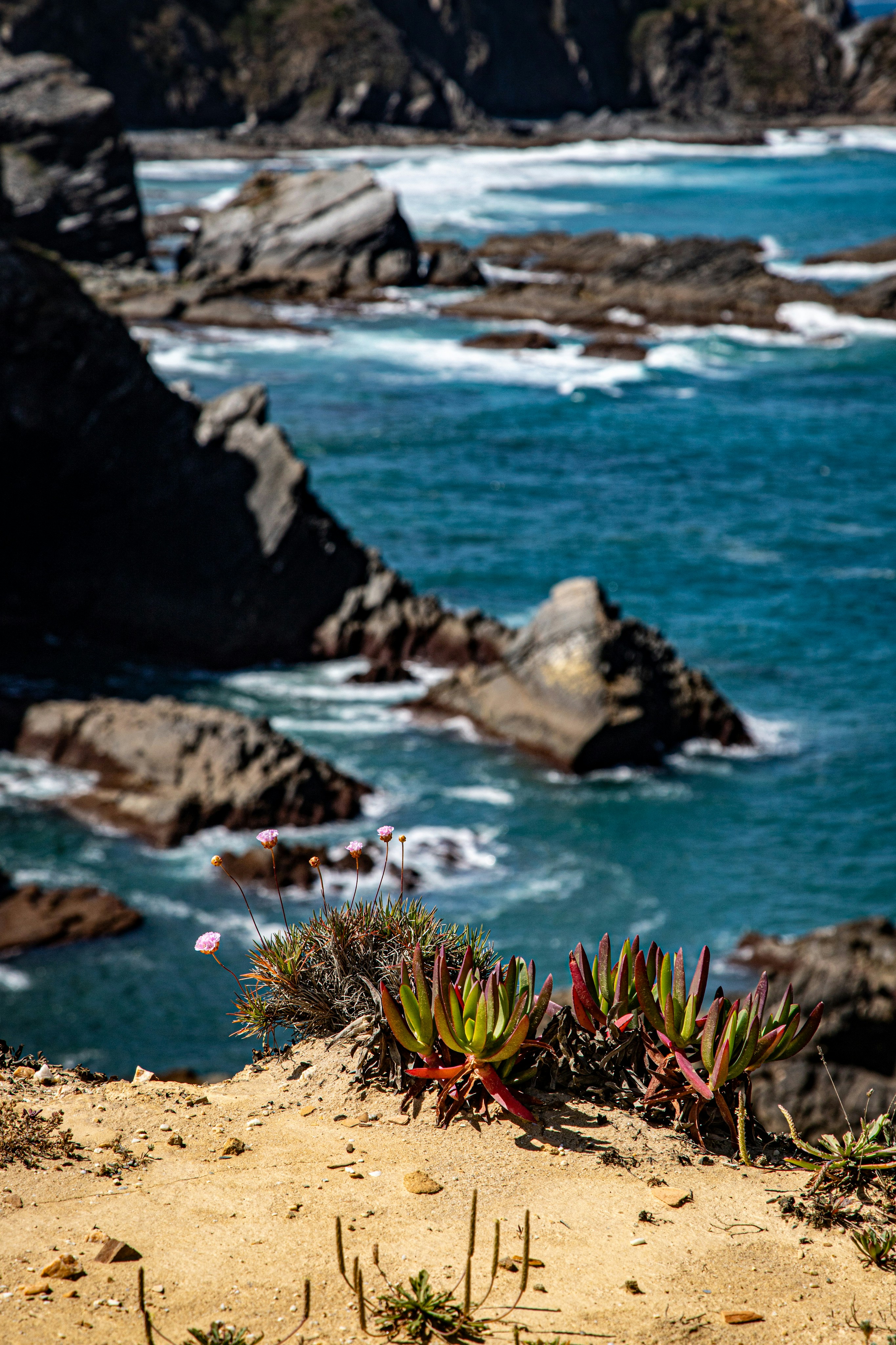 Coastal Cliff Corner: Succulents at the Edge of the Atlantic Blue