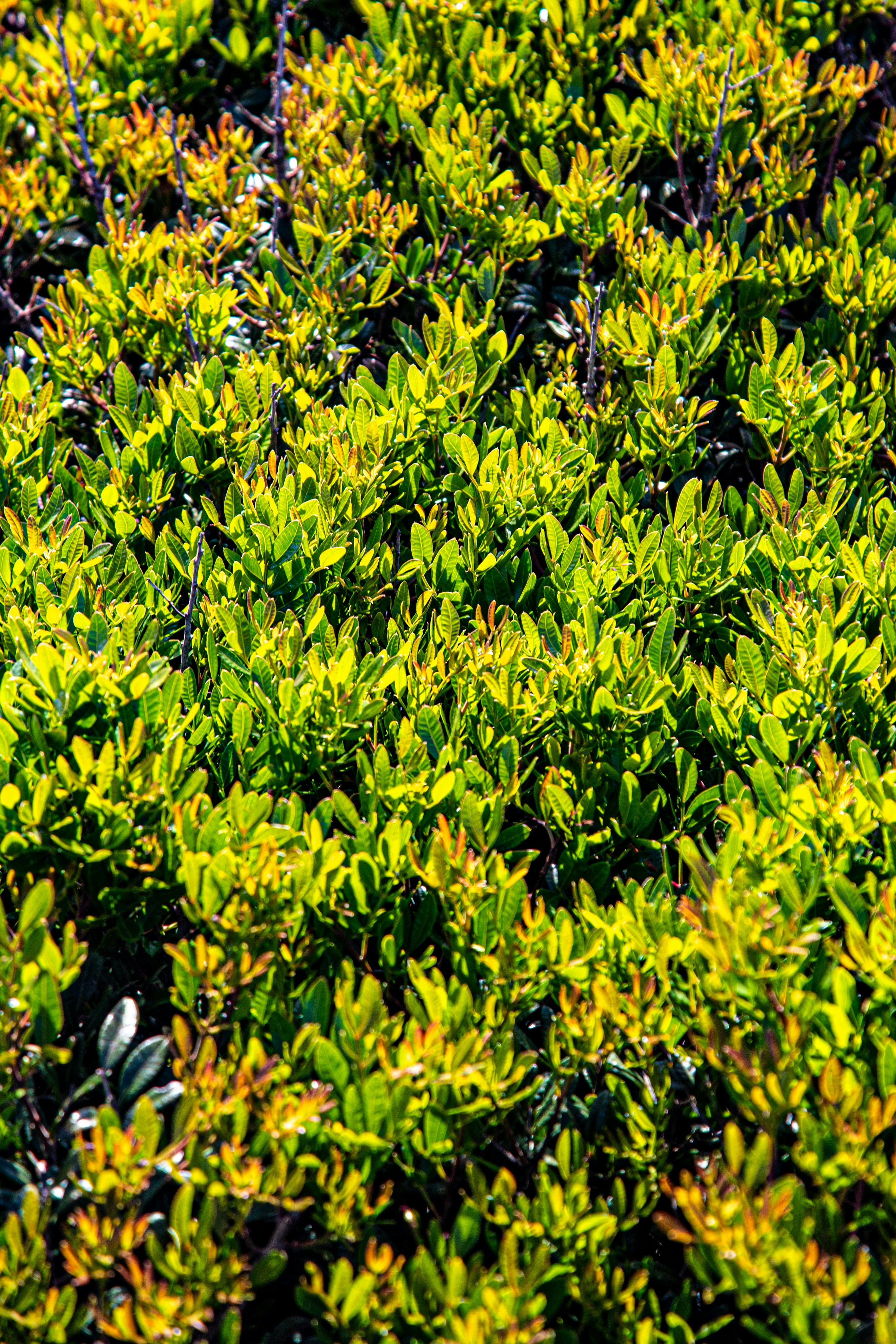 Luminous Coastal Foliage: Sunlit Shrubs in Verdant Bed