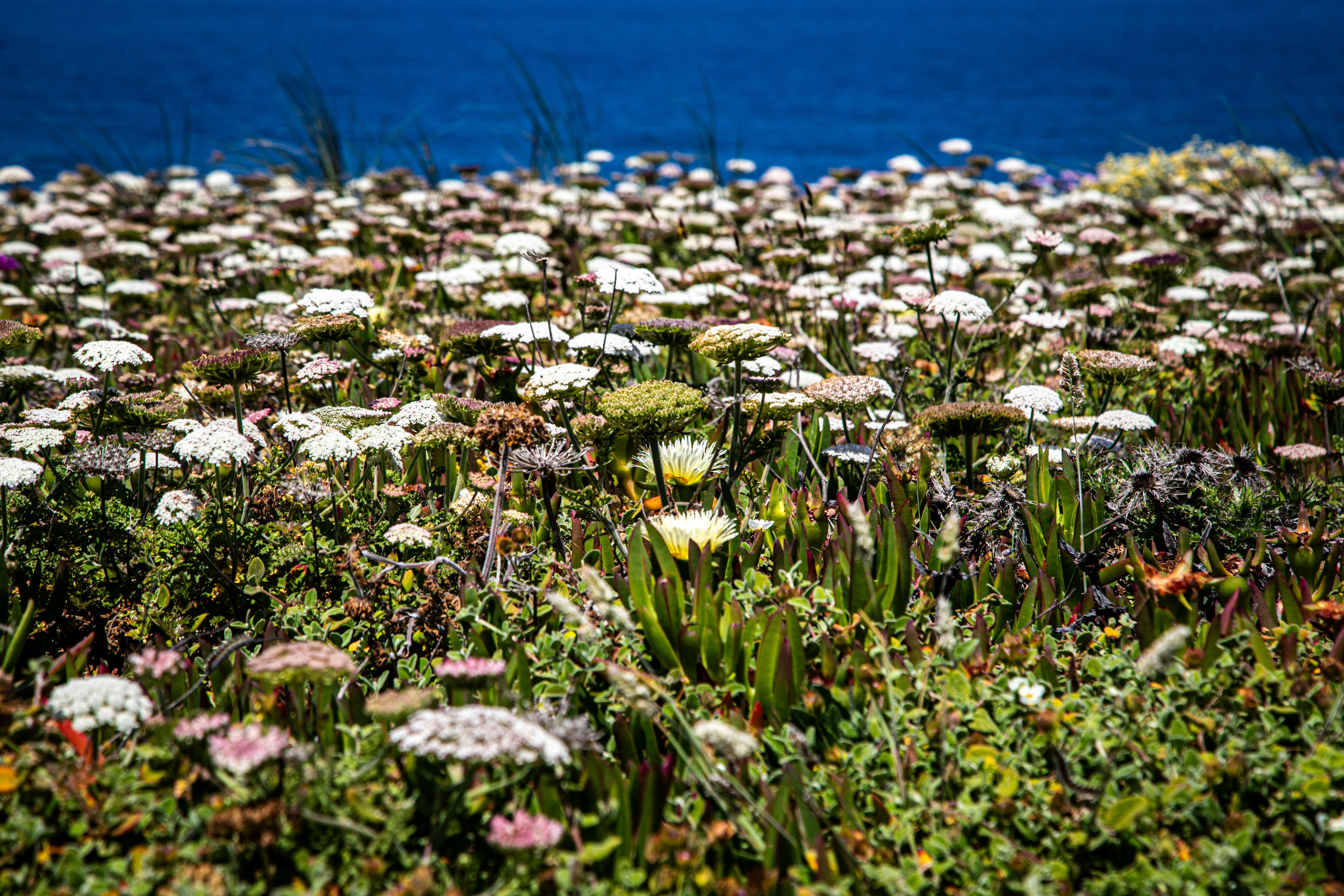 Sea of White Domes: Wildflowers Stretch Toward a Distant Blue Horizon