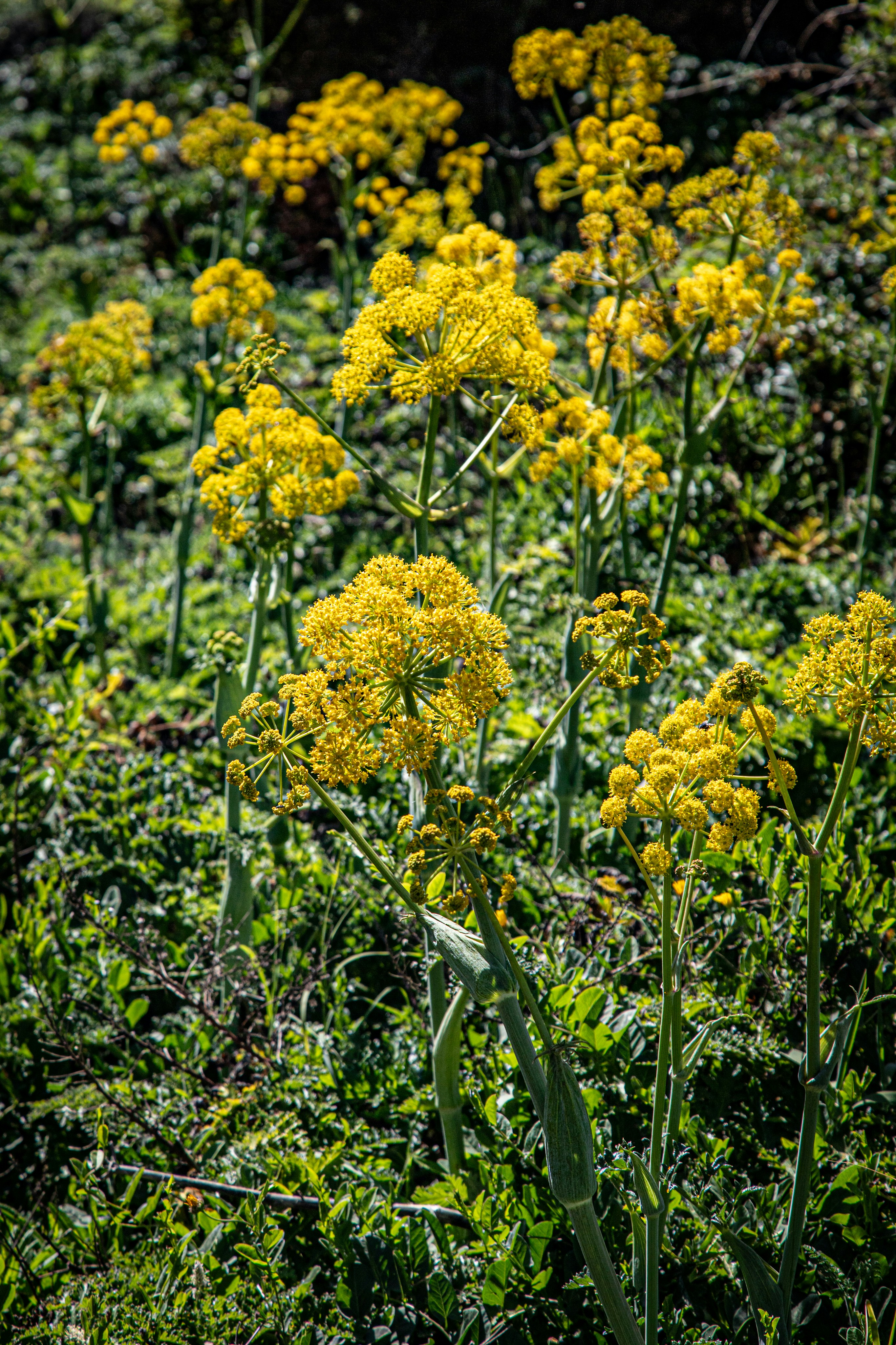 Sunlit Umbrella of Yellow Blooms Rising from Green Groundcover