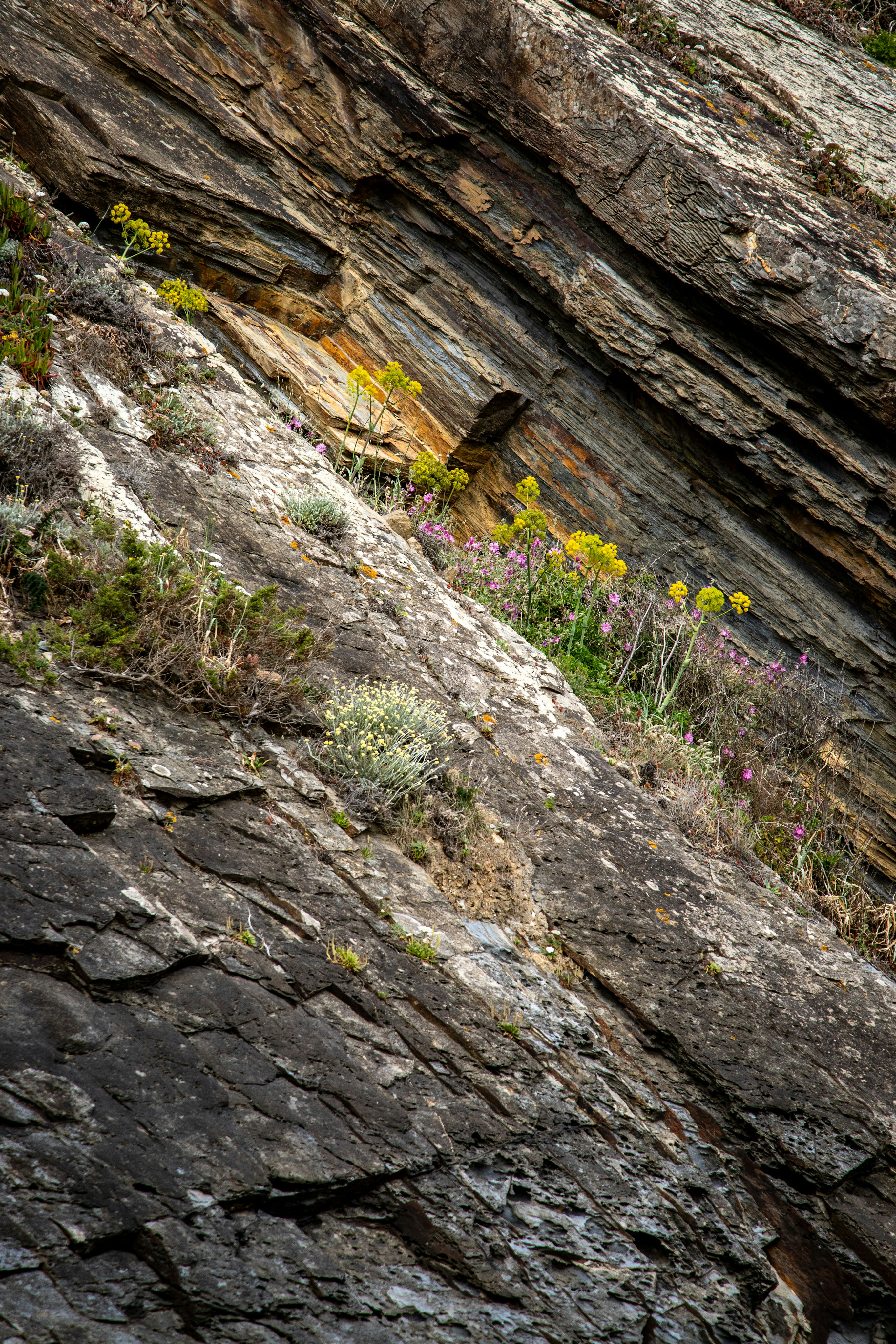 Stones and Wildflowers on a Slanted Cliff Face