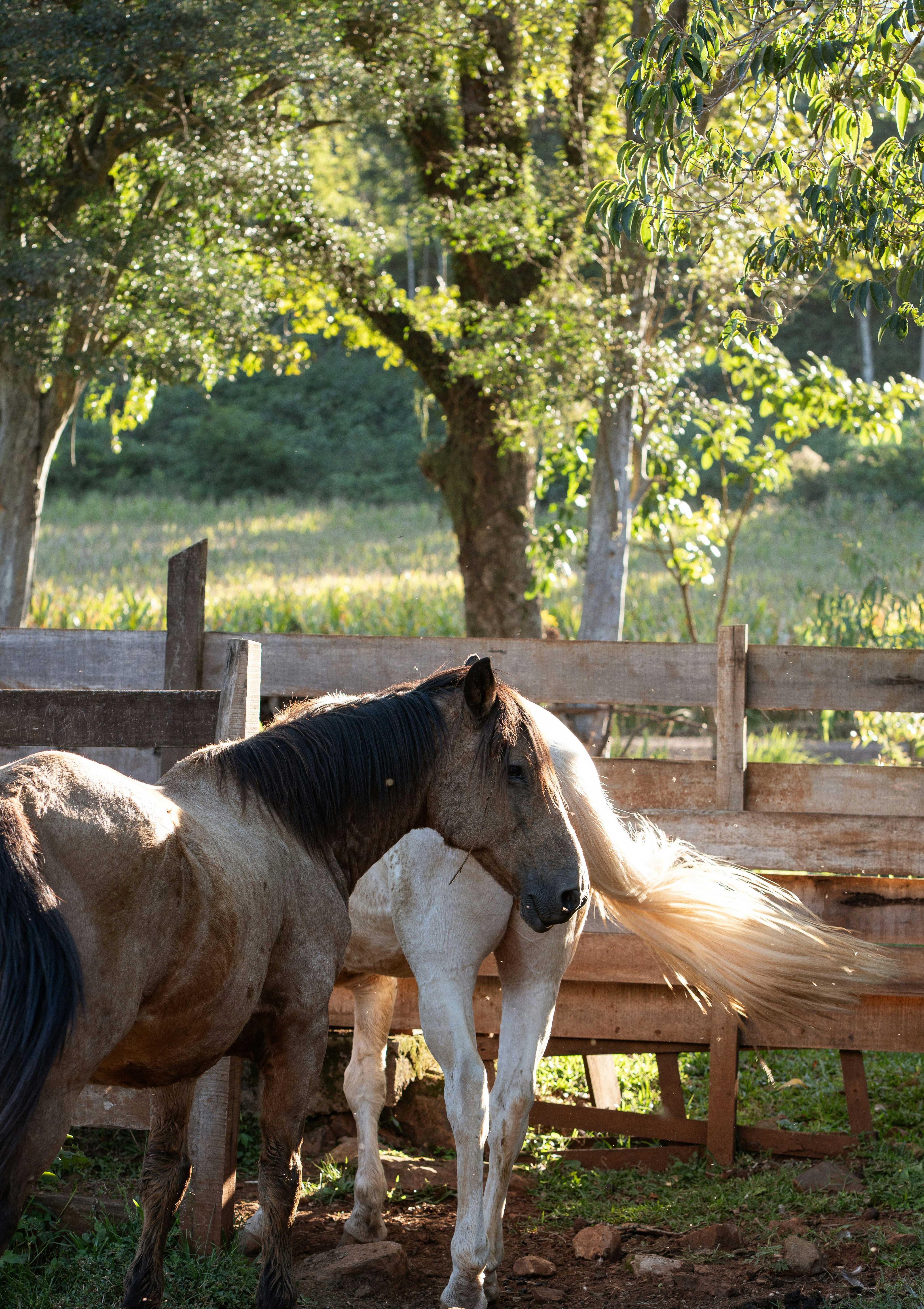 Pasture Portrait: A Pair of Horses in Golden Light