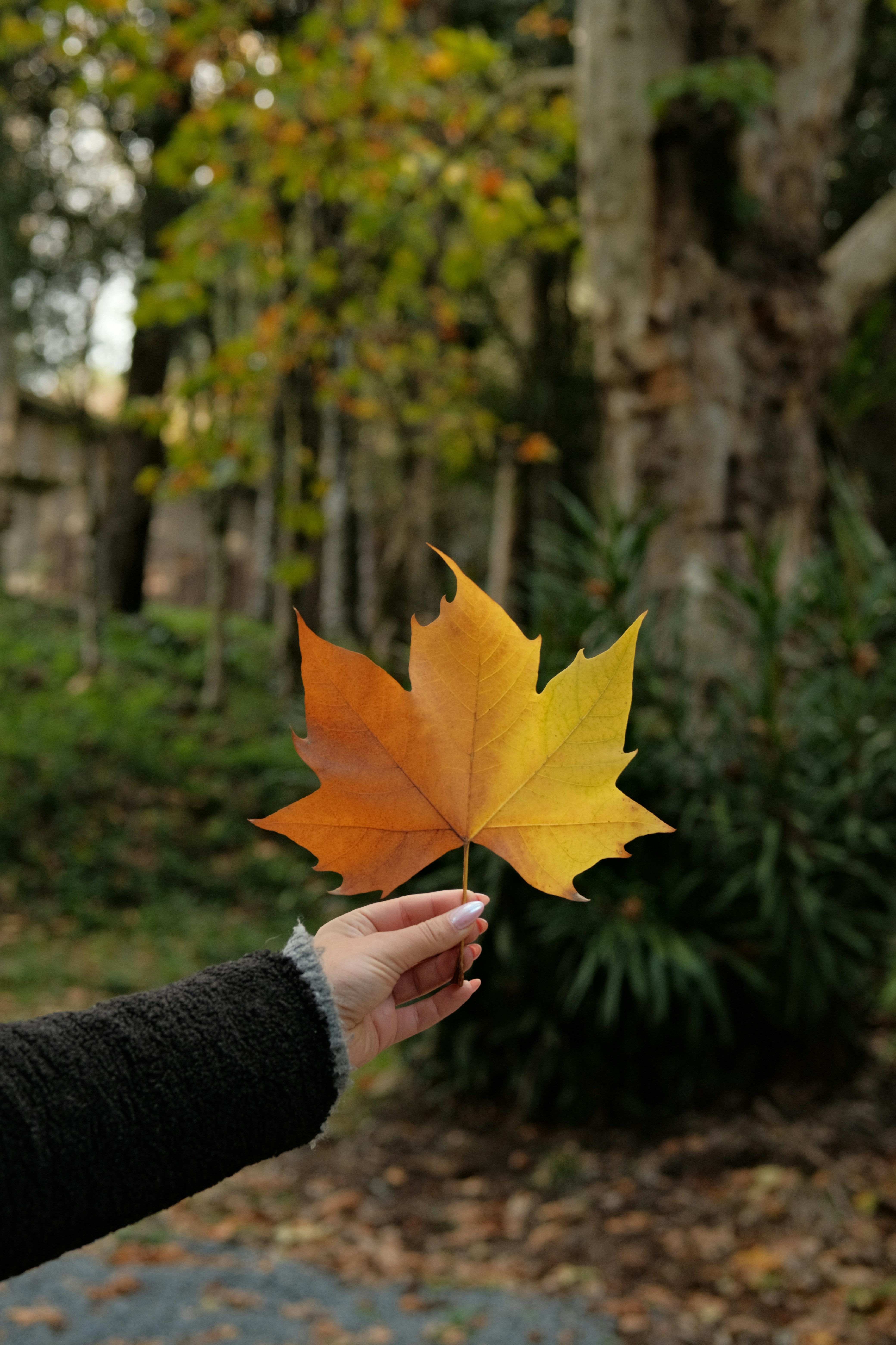 Autumn Leaf Spotlight: Hand-Held Maple with Forest Backdrop