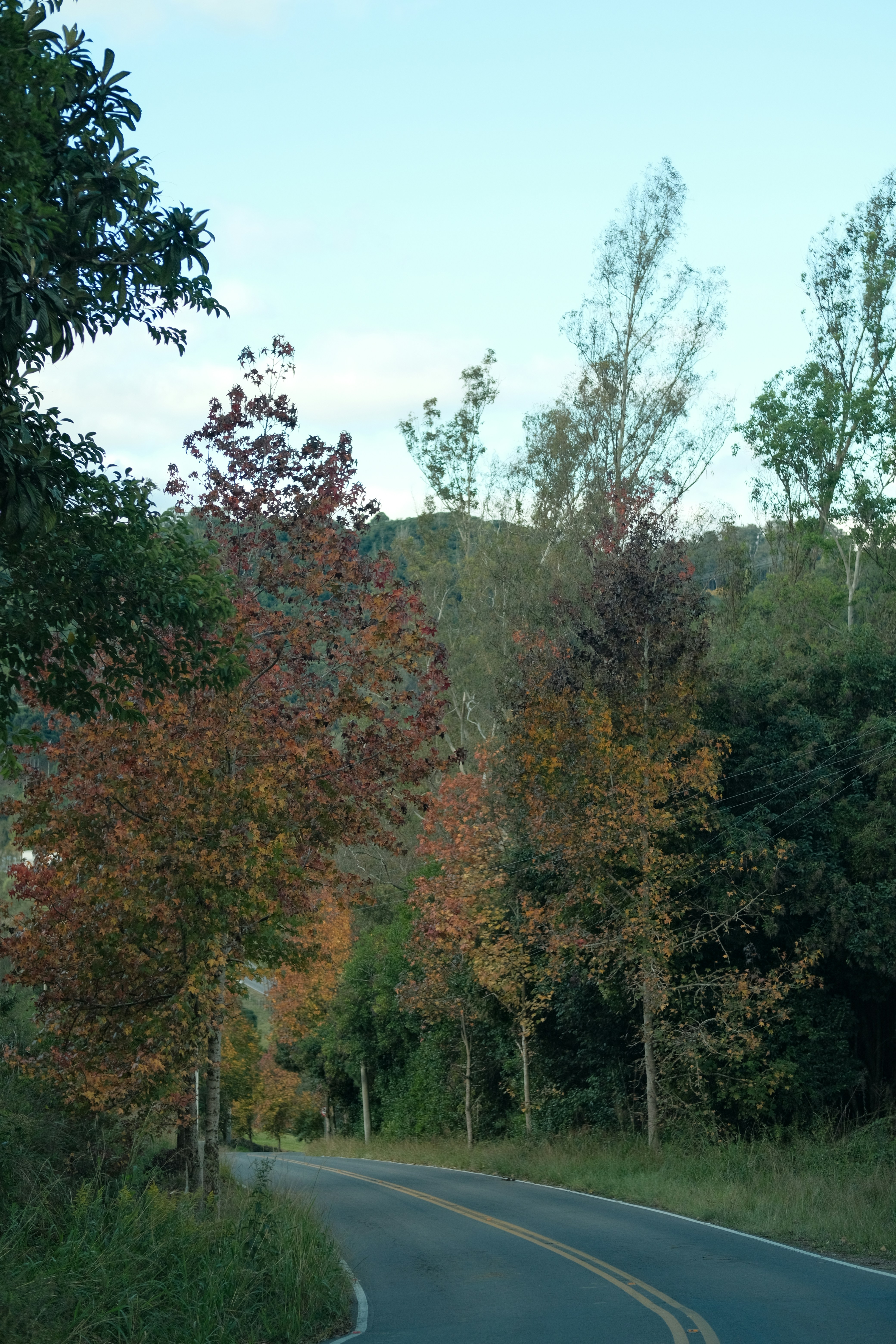 Autumn Lane: A Quiet Road Through Painted Trees