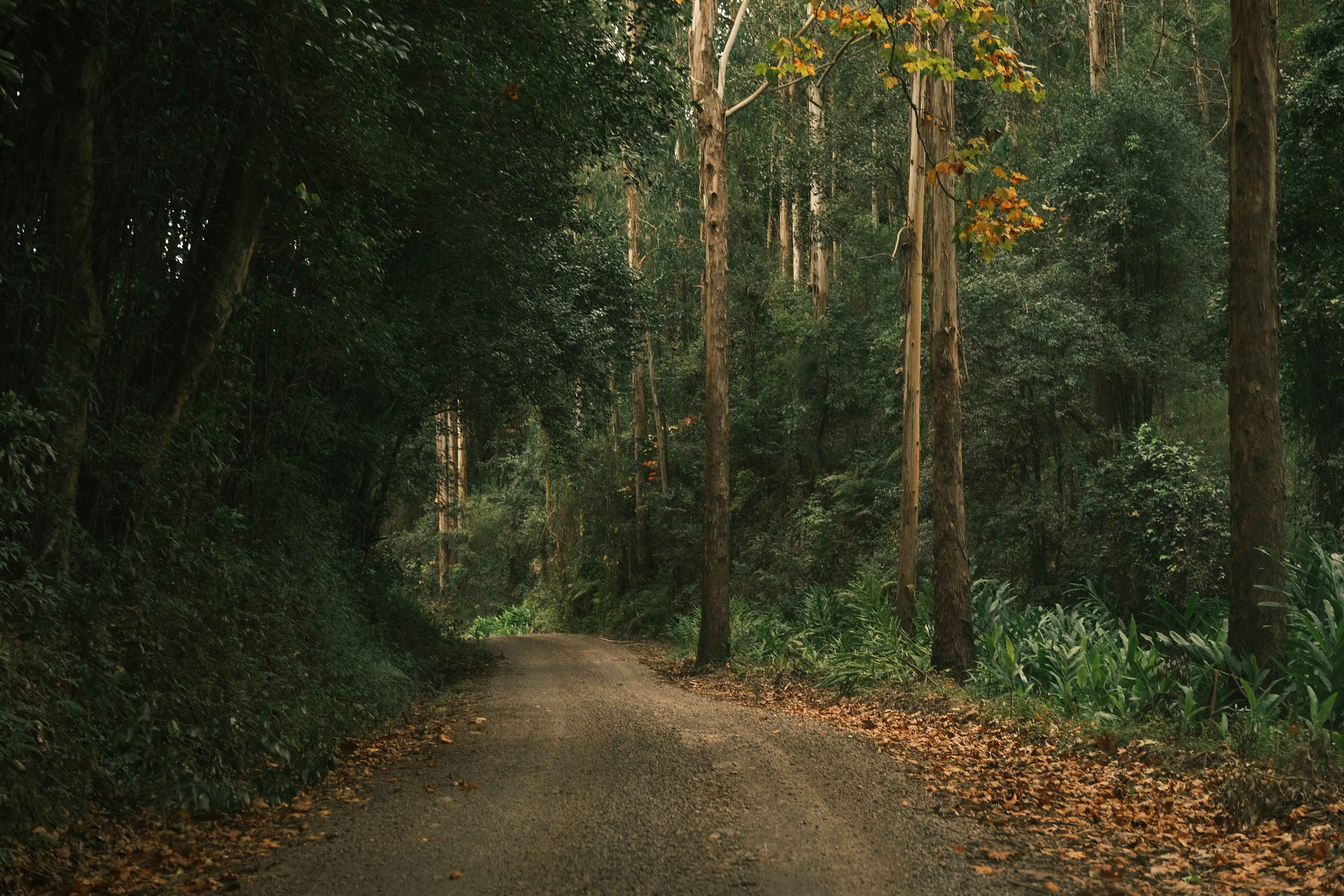 Mid-Forest Road Quietly Reaching Ahead