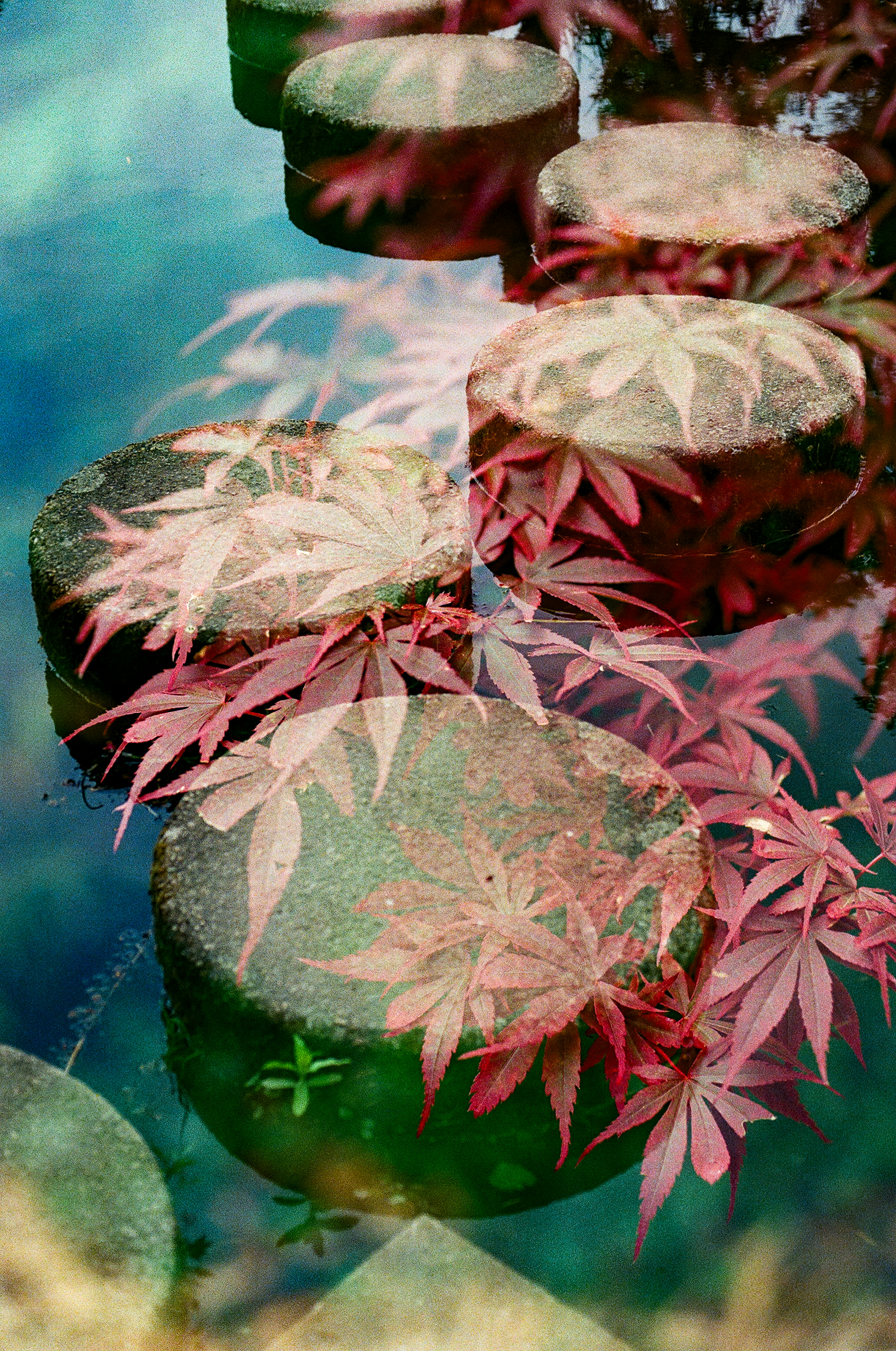 Floating Leaves: A Double Exposure of Water and Maple Echoes