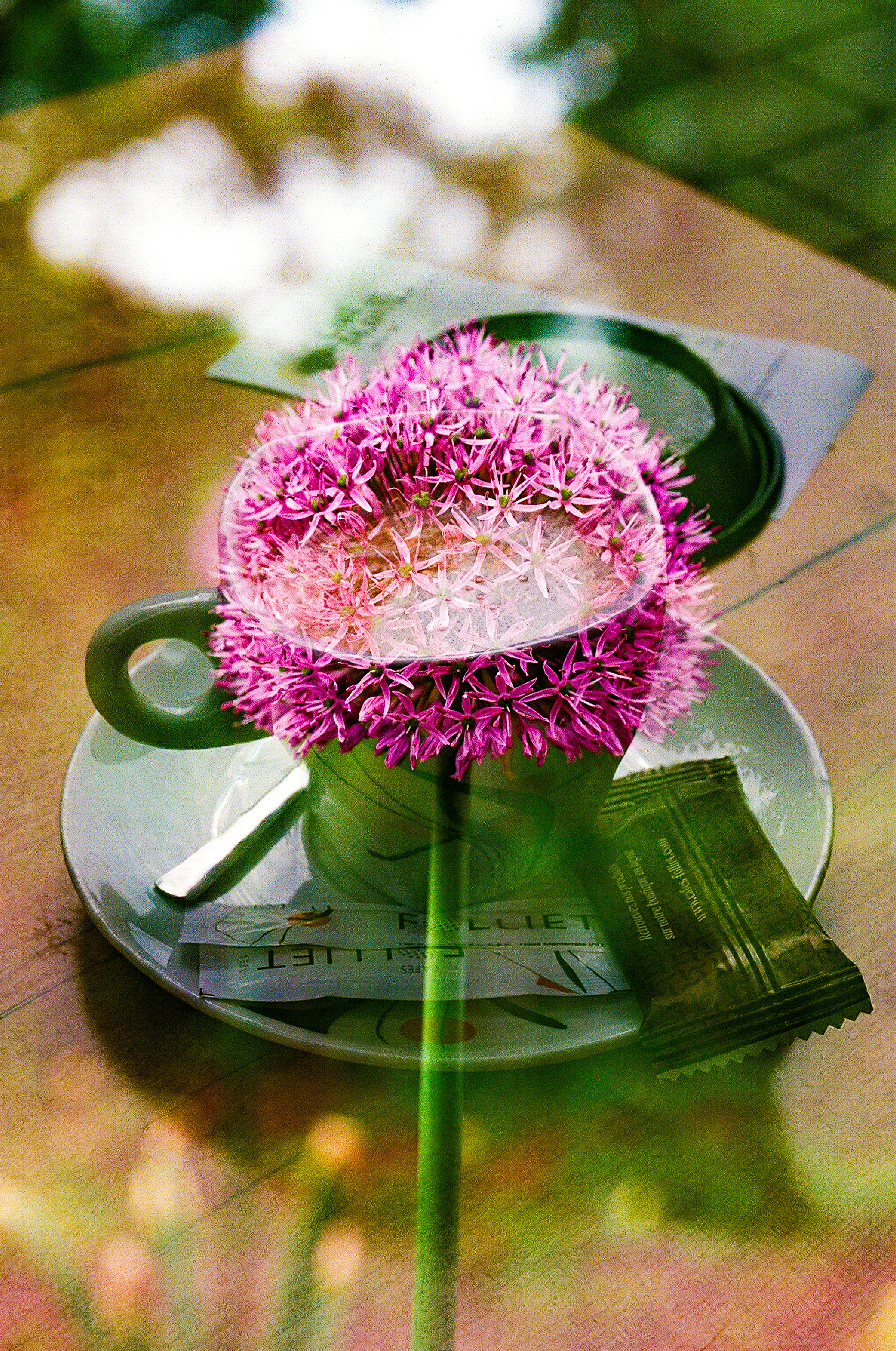Pink Allium in a Café Moment