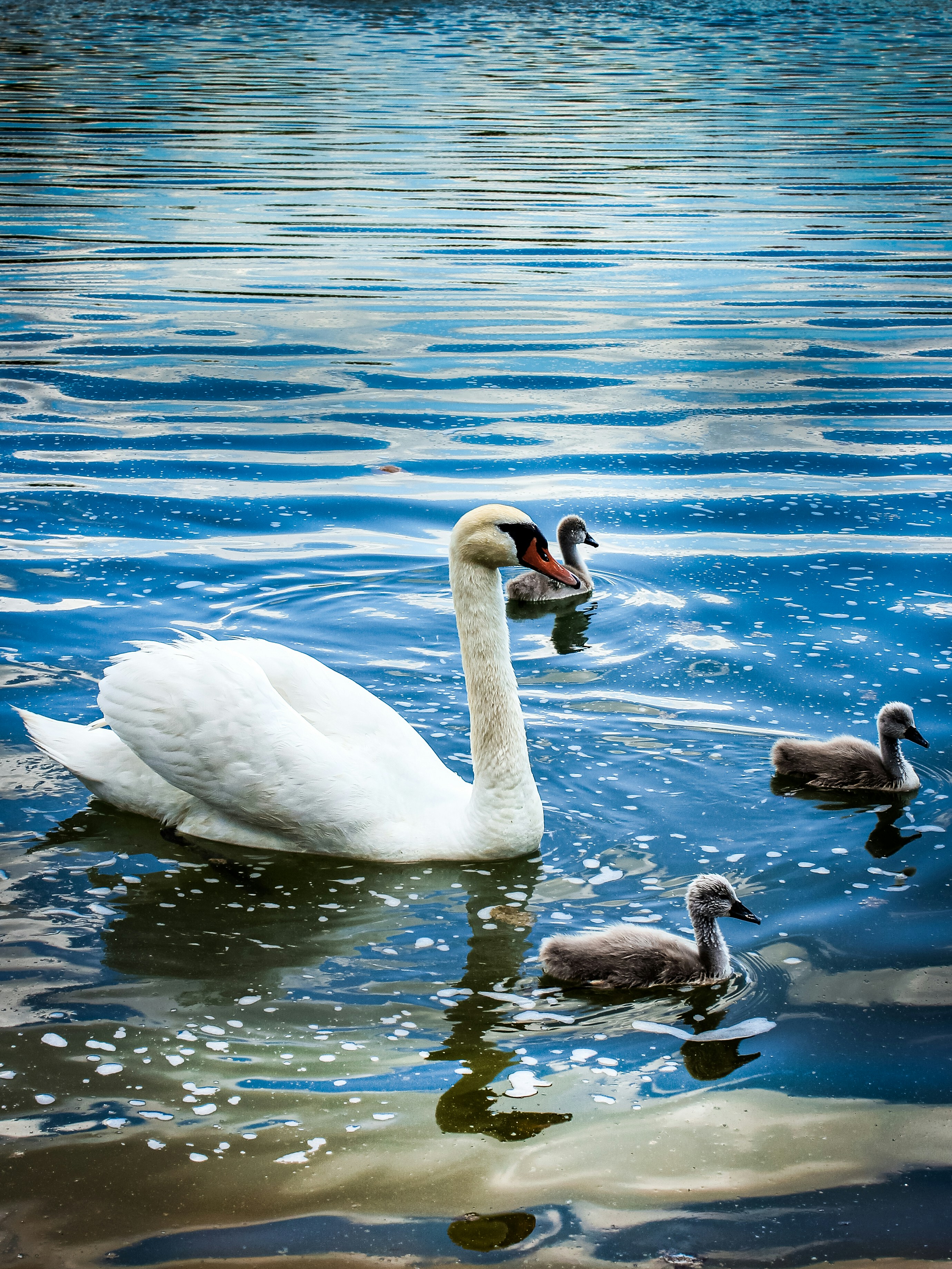 Family of Swans Gliding Across a Sunlit Lake