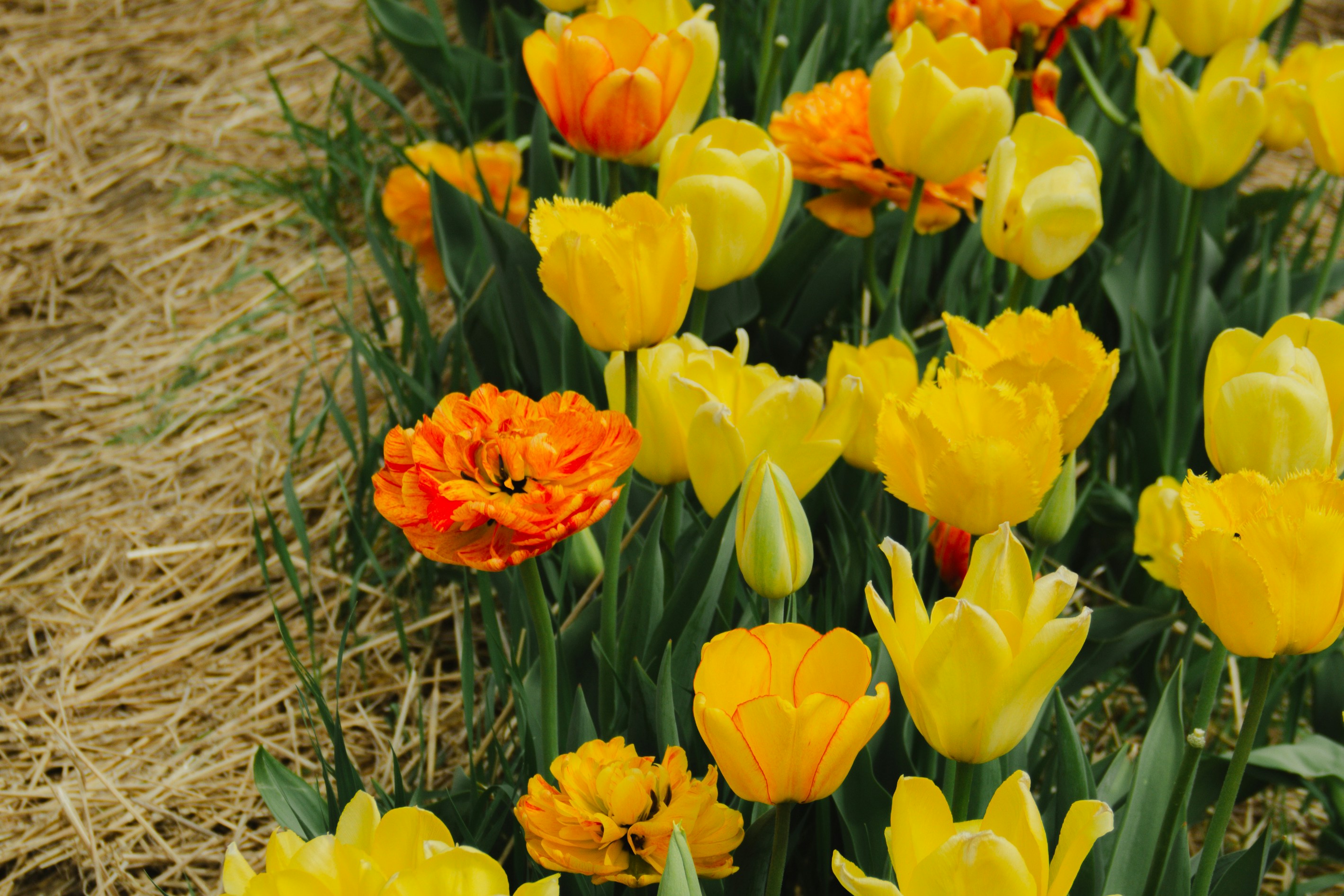Sunlit Tulip Mosaic: A Burst of Yellow in a Field