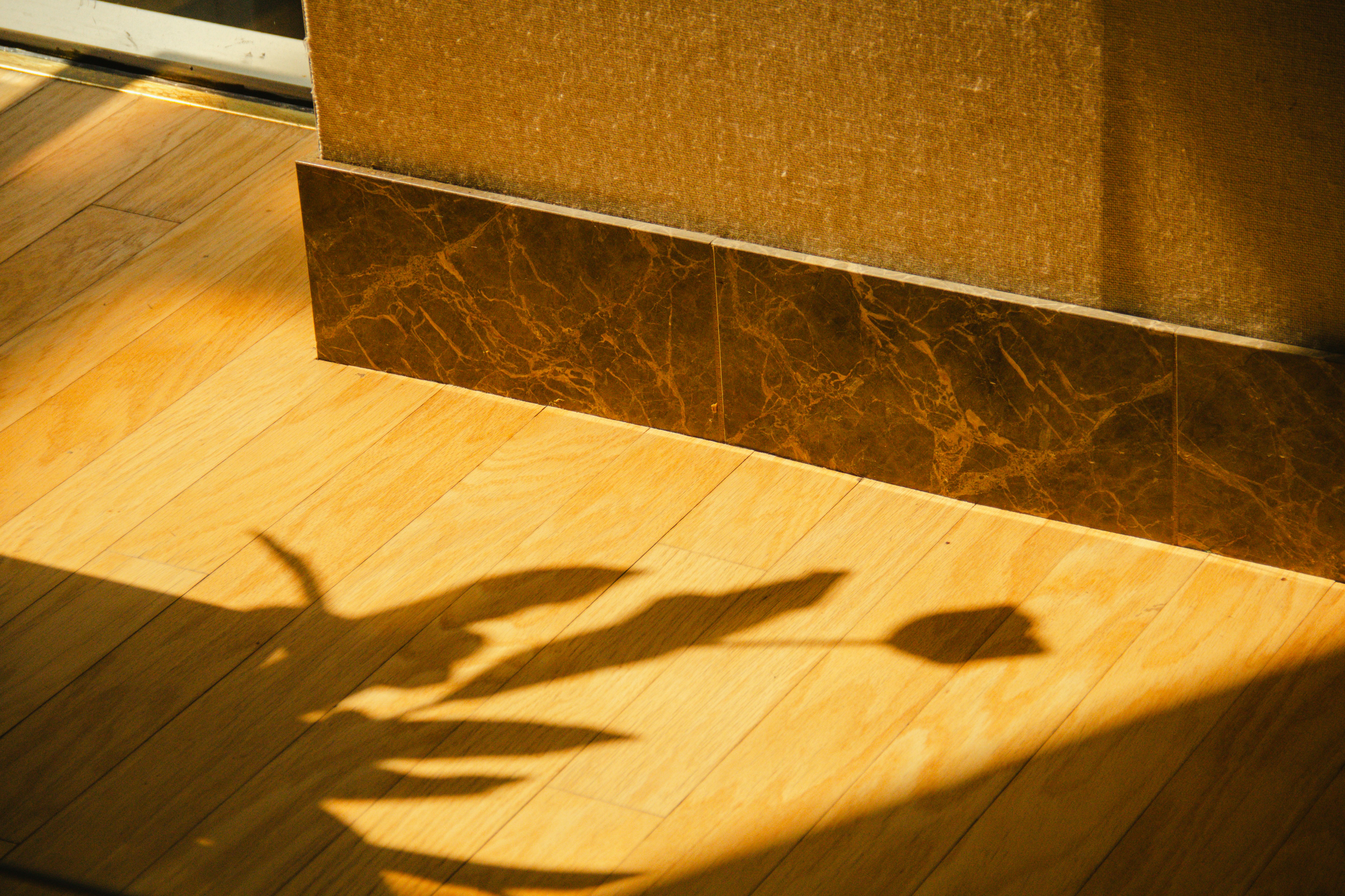 Shadowed Tulip of Light Across a Wooden Threshold