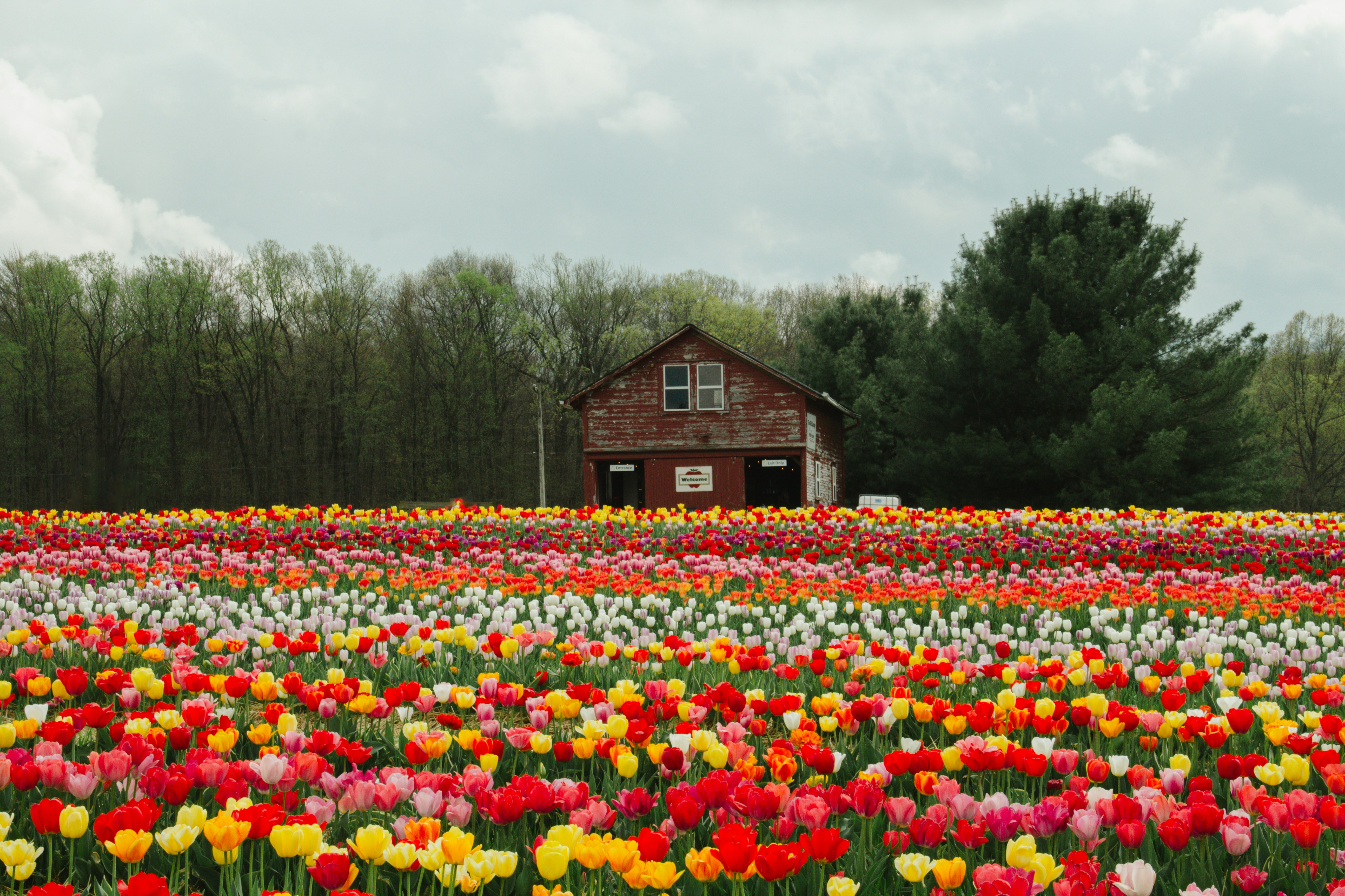 Field of Color: A Tulip Tale Before the Barn