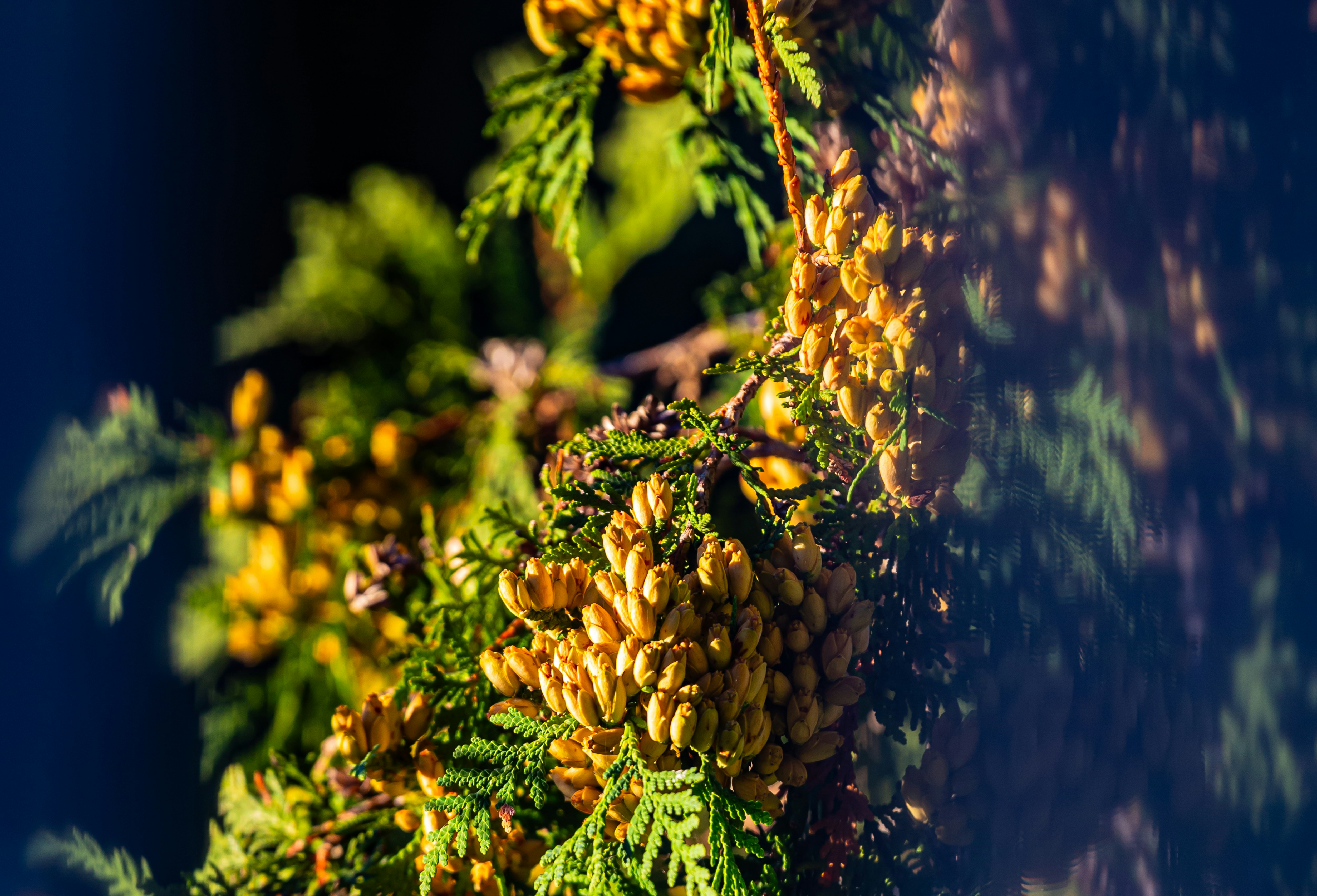 Golden Fern Bloom Cluster Basking in Evening Light
