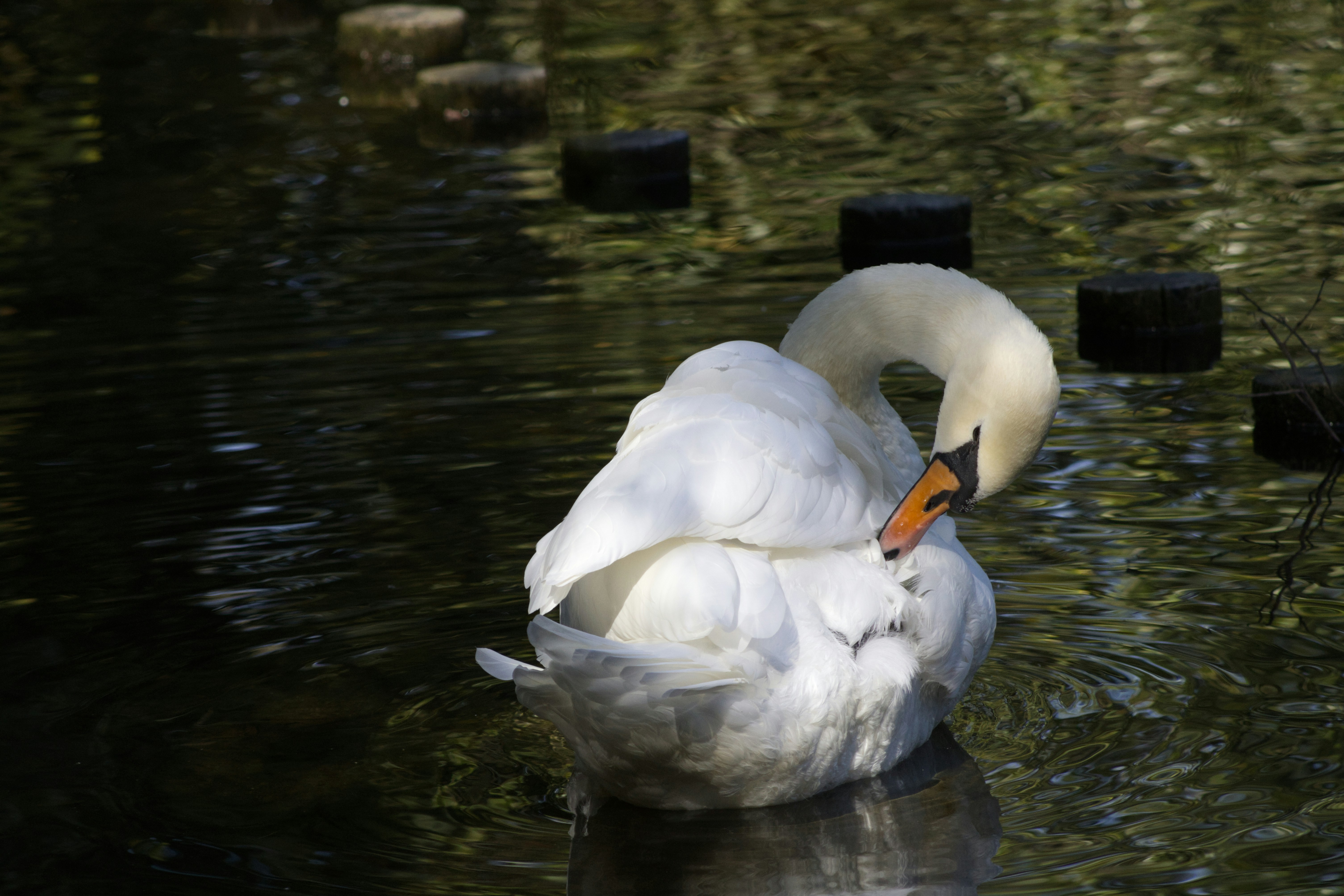 Graceful Swan at Rest: A Quiet Moment on Still Water