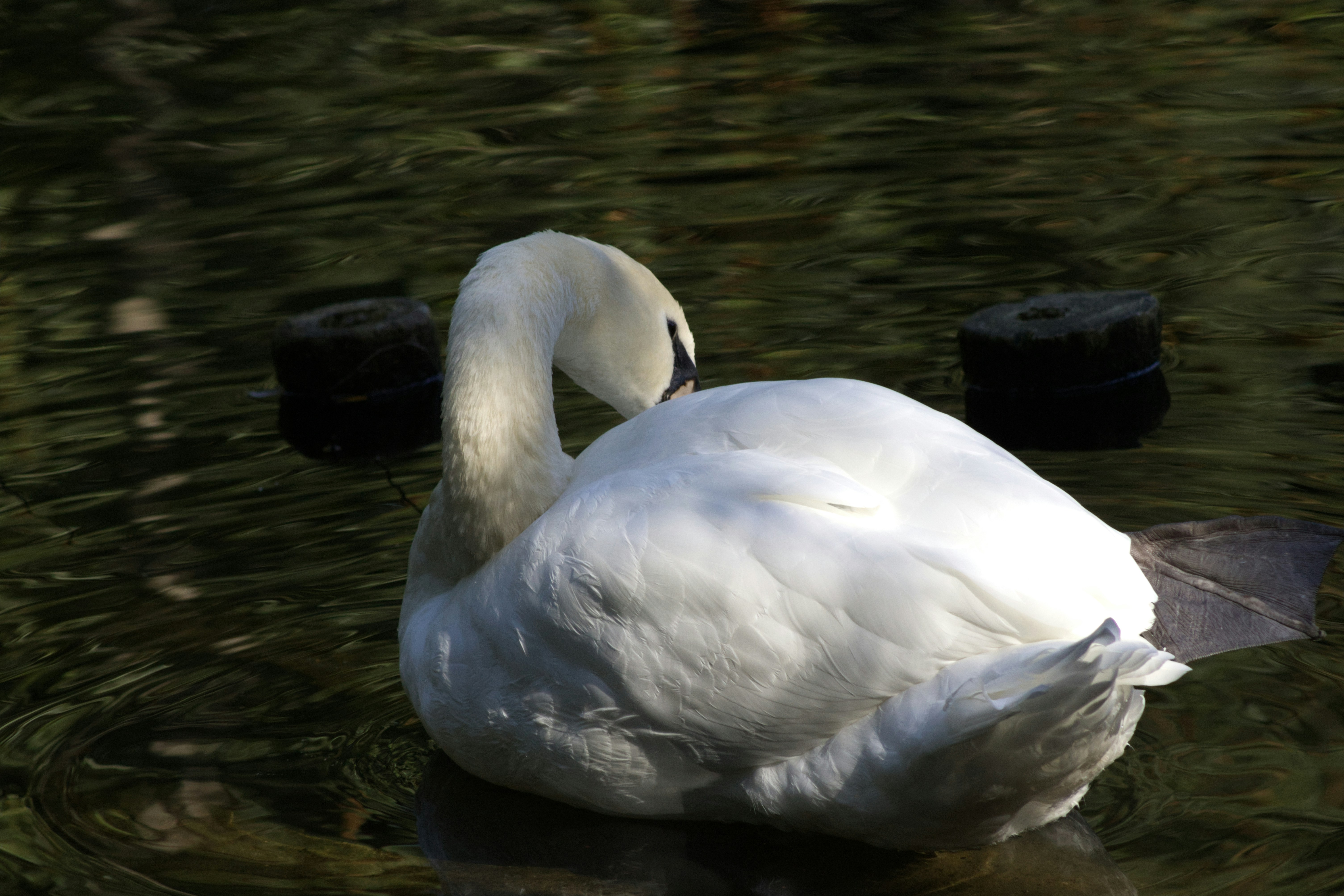 A white swan preening on dark water.