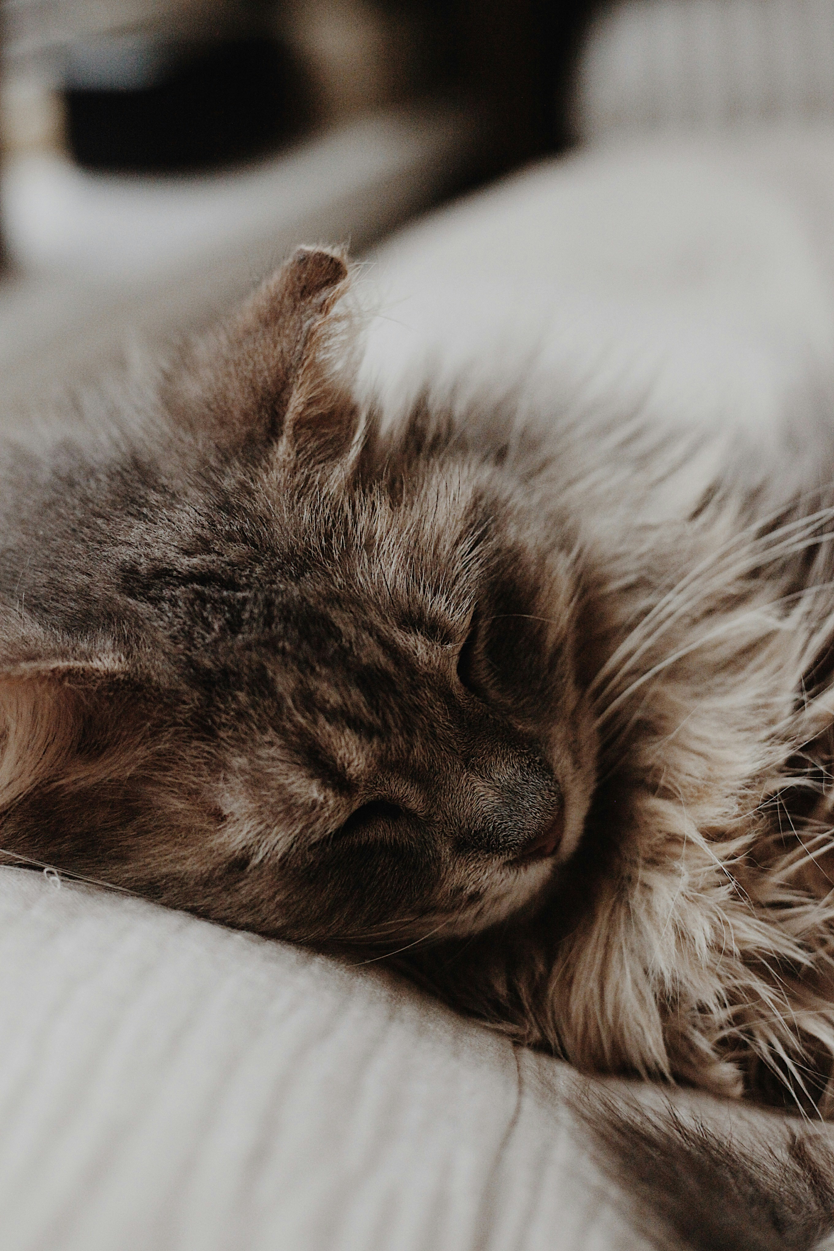 Cozy Slumber: A Cat Napped in Soft Morning Light