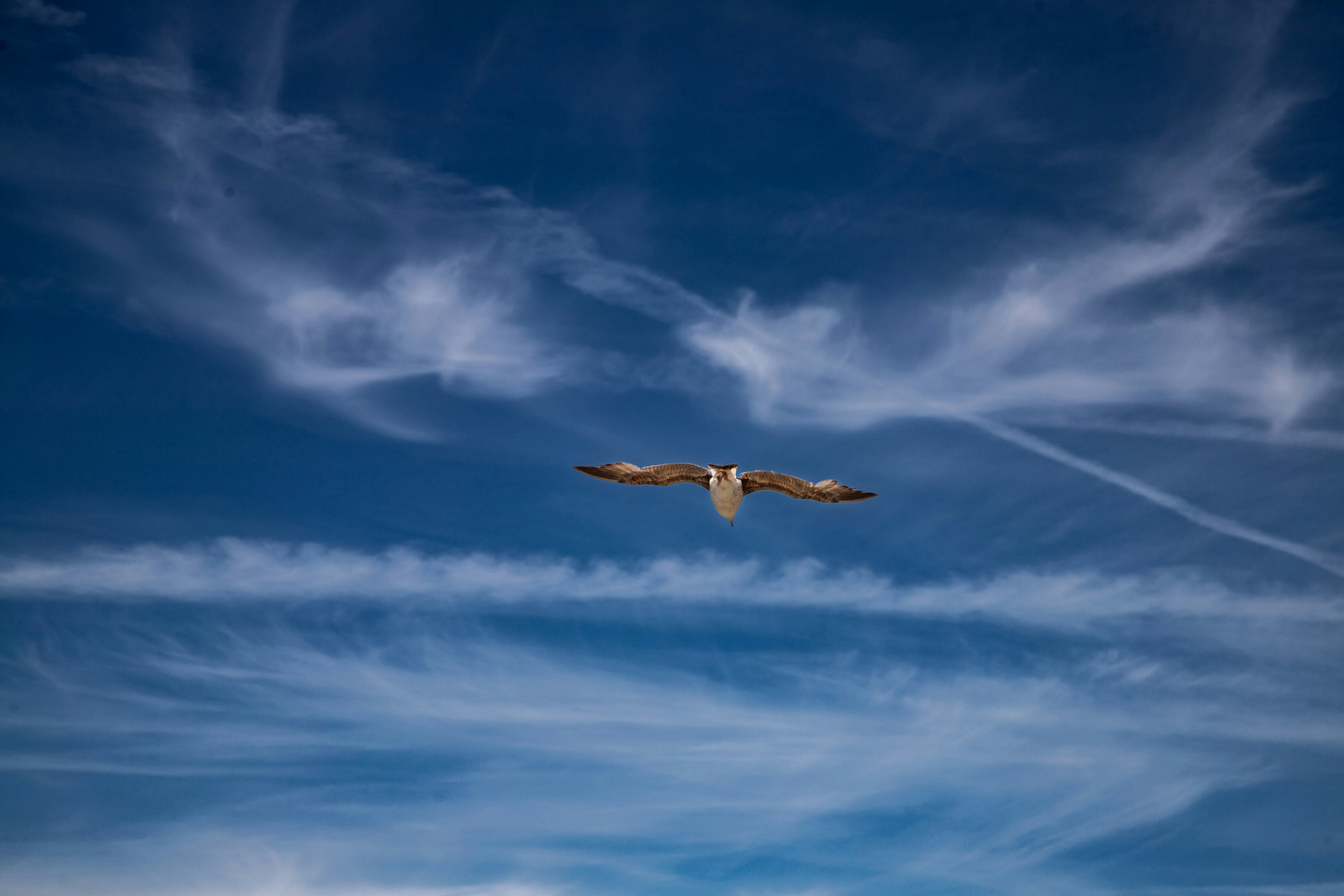 Midair Wilson: A Gannet in Quiet Descent Across Cerulean Sky