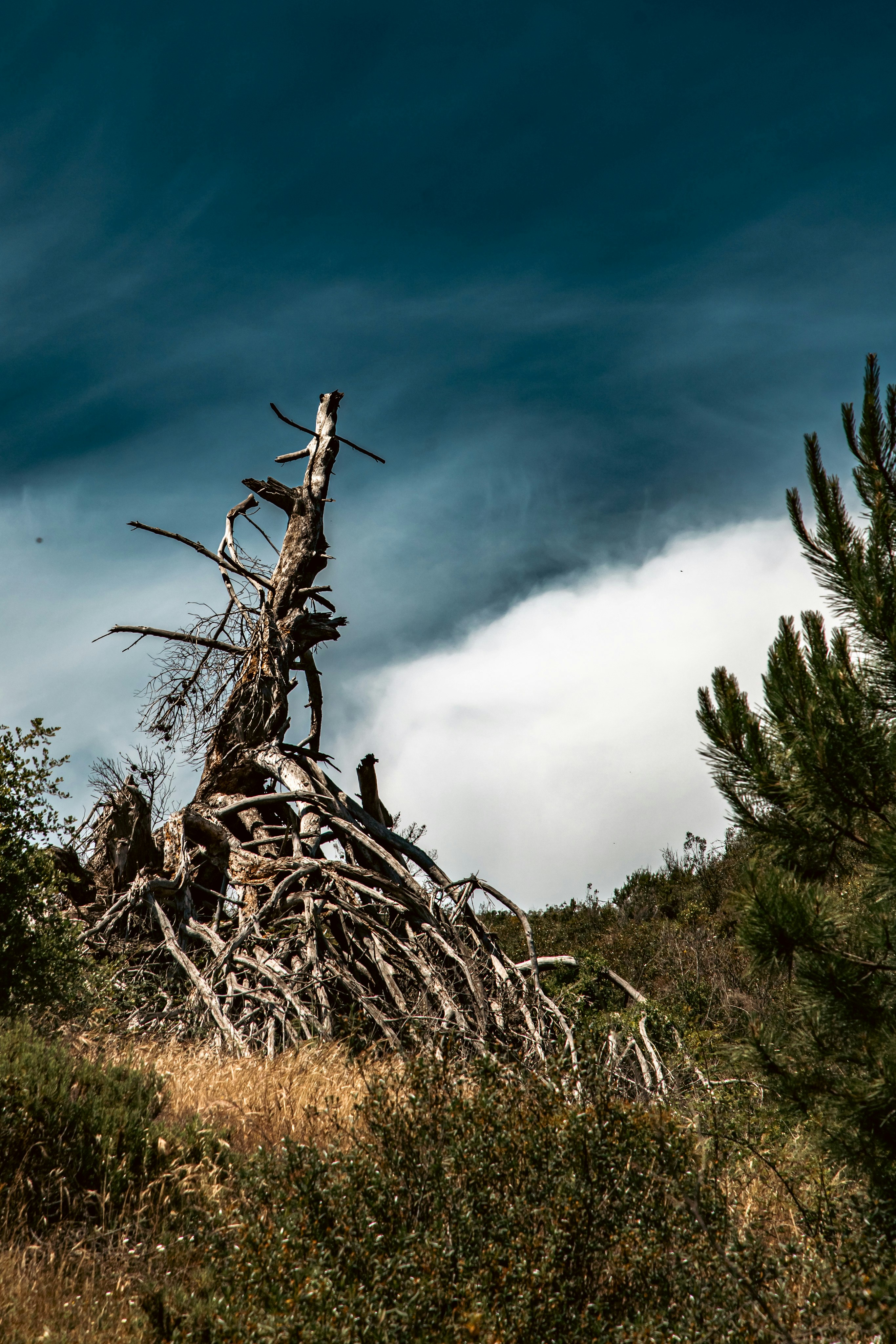 Lone Dragon: Weathered Tree Remnant Amid Open Moor