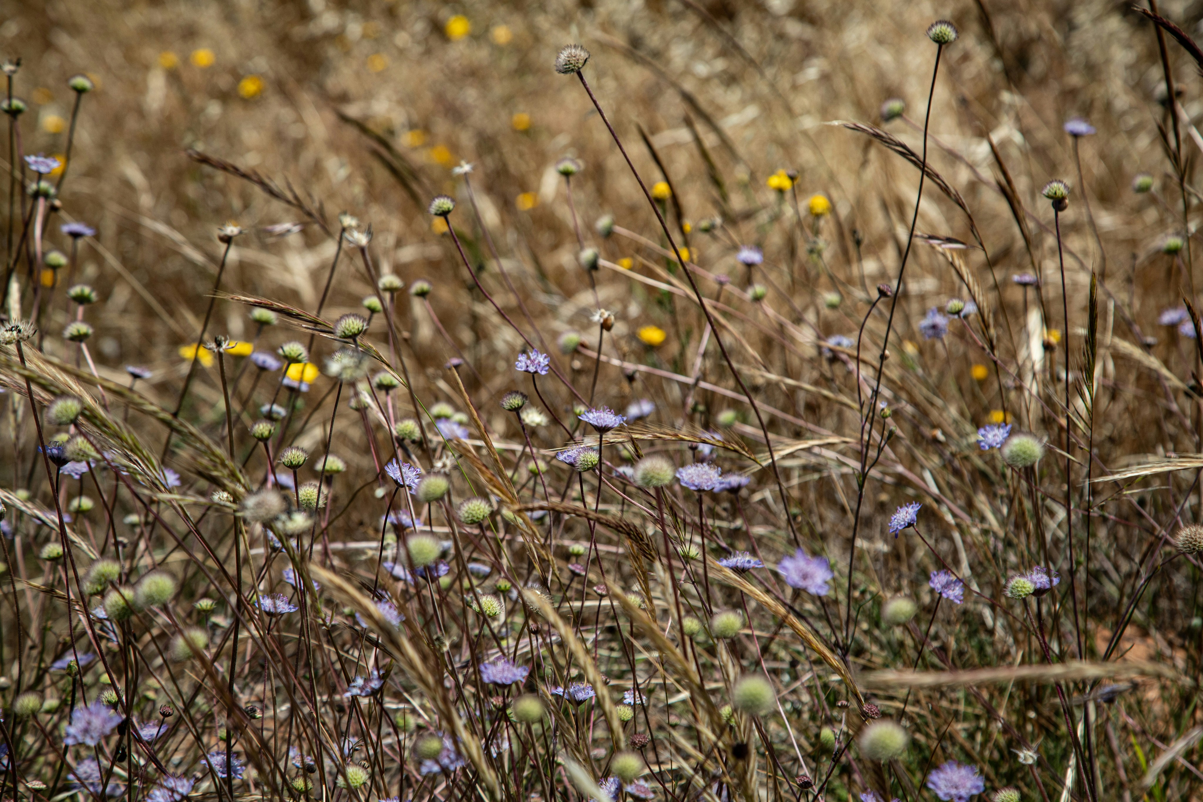 Field of Distant Blooms: Small Flowers in a Dry Meadow
