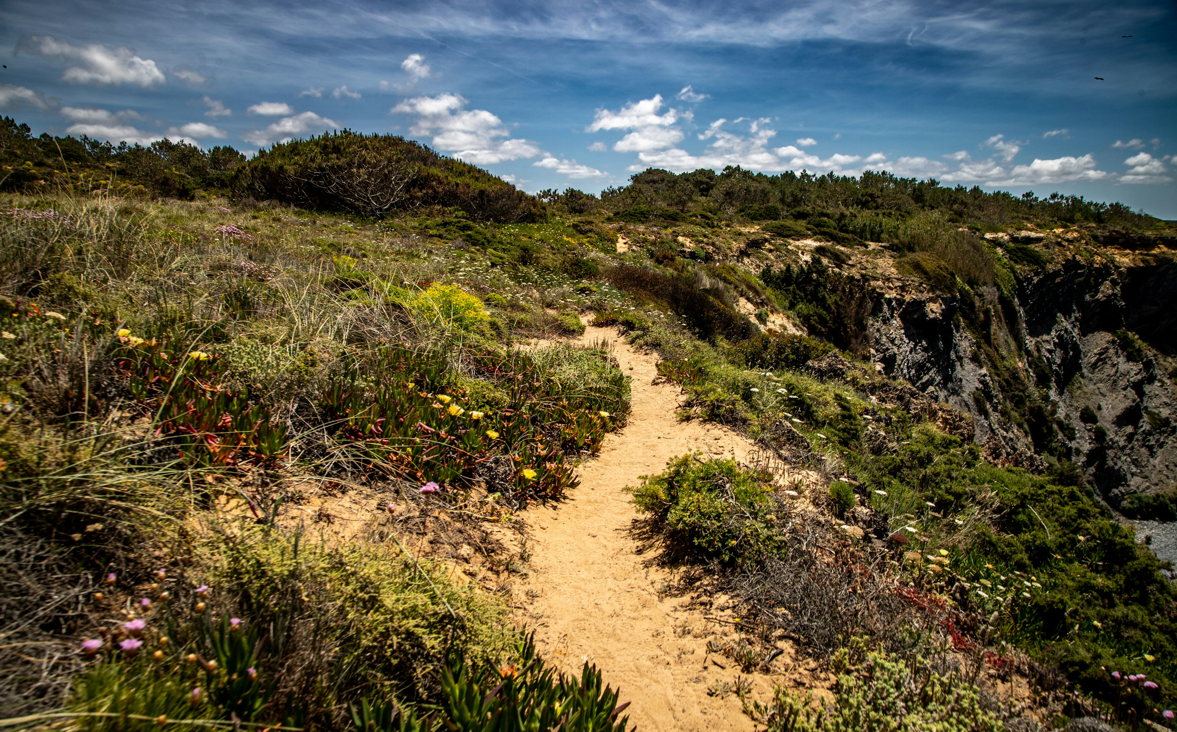 Sunlit Bluff Path: Wildflowers Fringing a Coastal Cliff