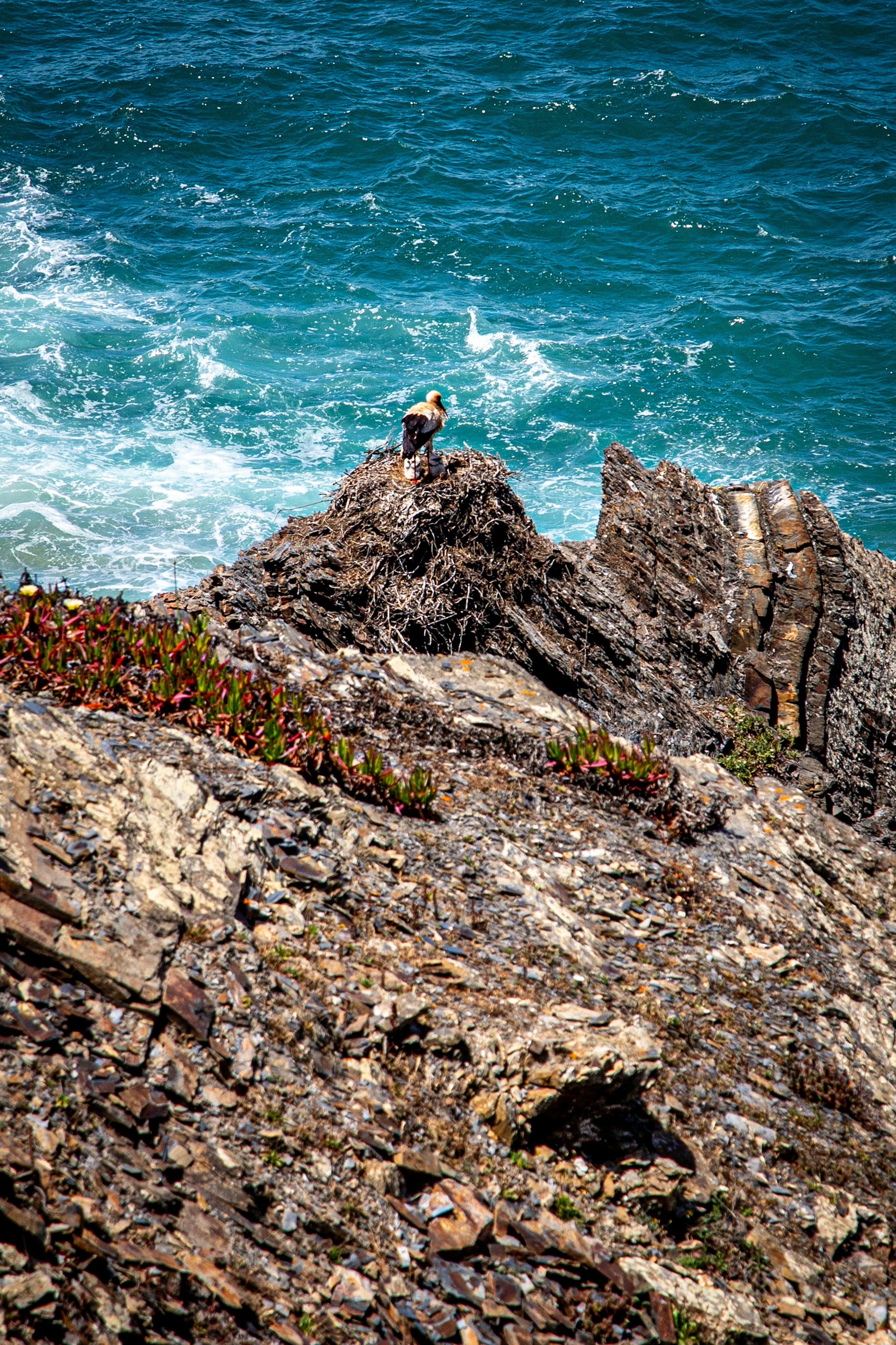 Gull on a jagged promontory: ocean spray and cliffside textures