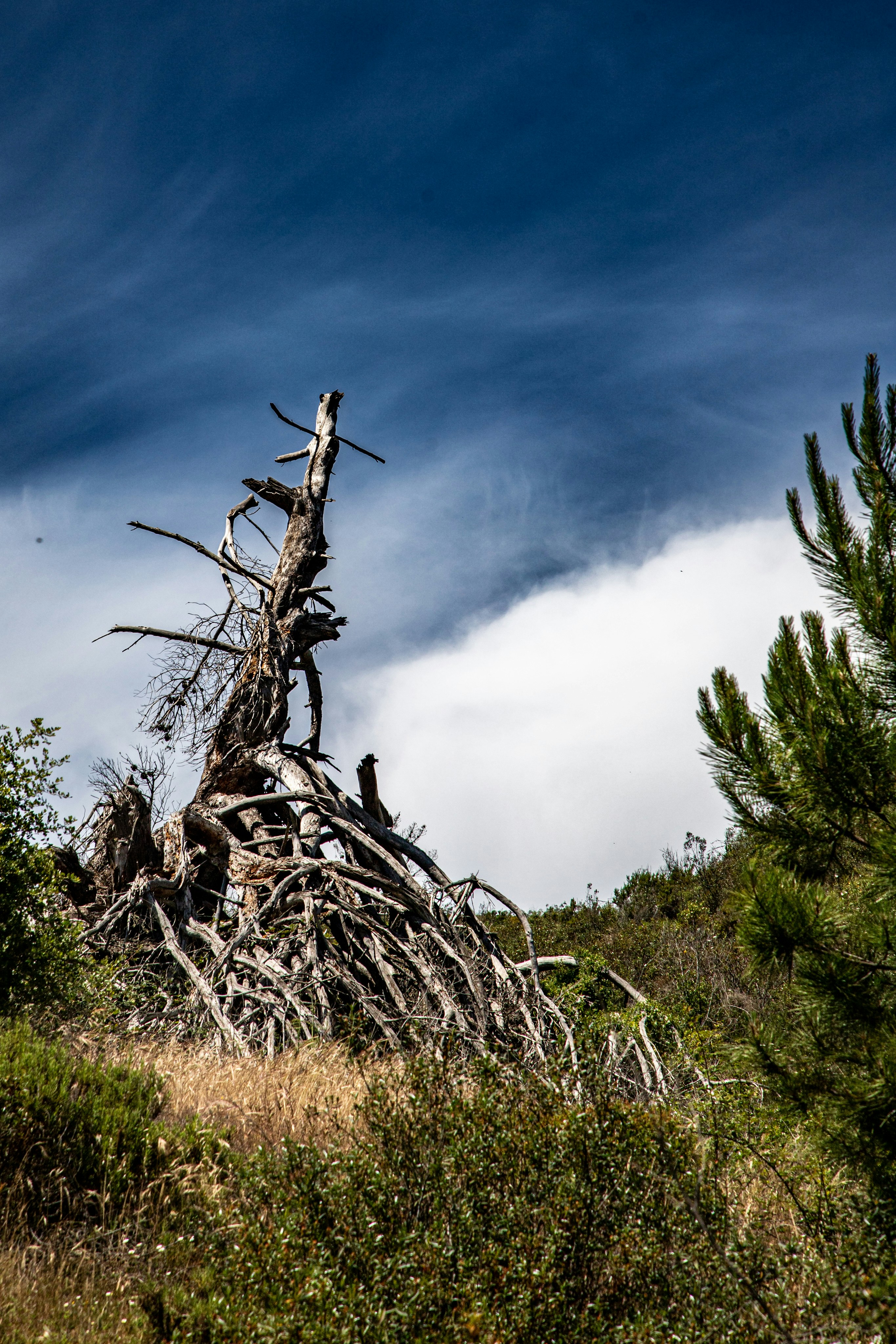 Charred Sentinel Against a Quiet Sky