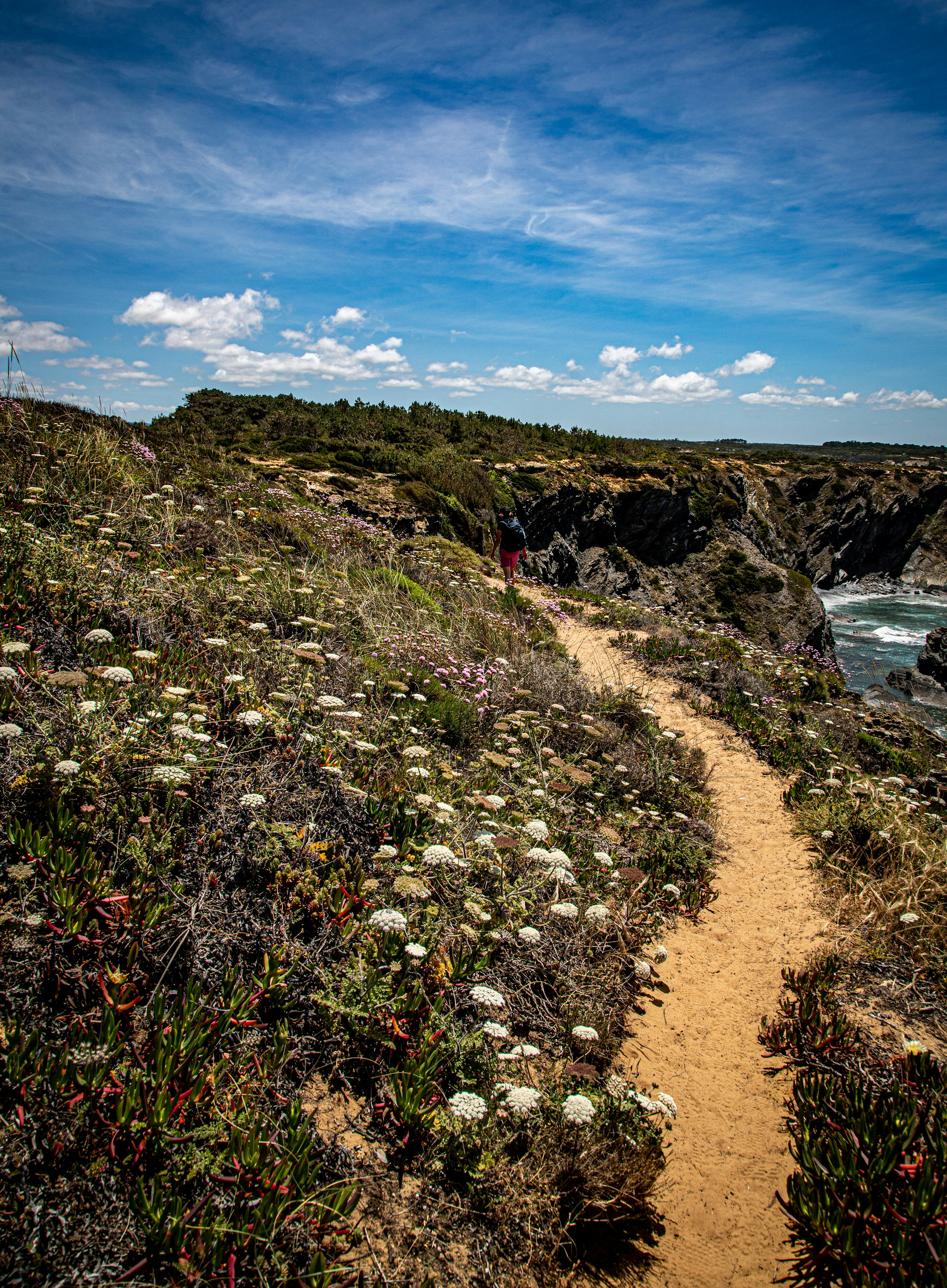 Clifftop Path Throughwildflowers Toward the Ocean Edge