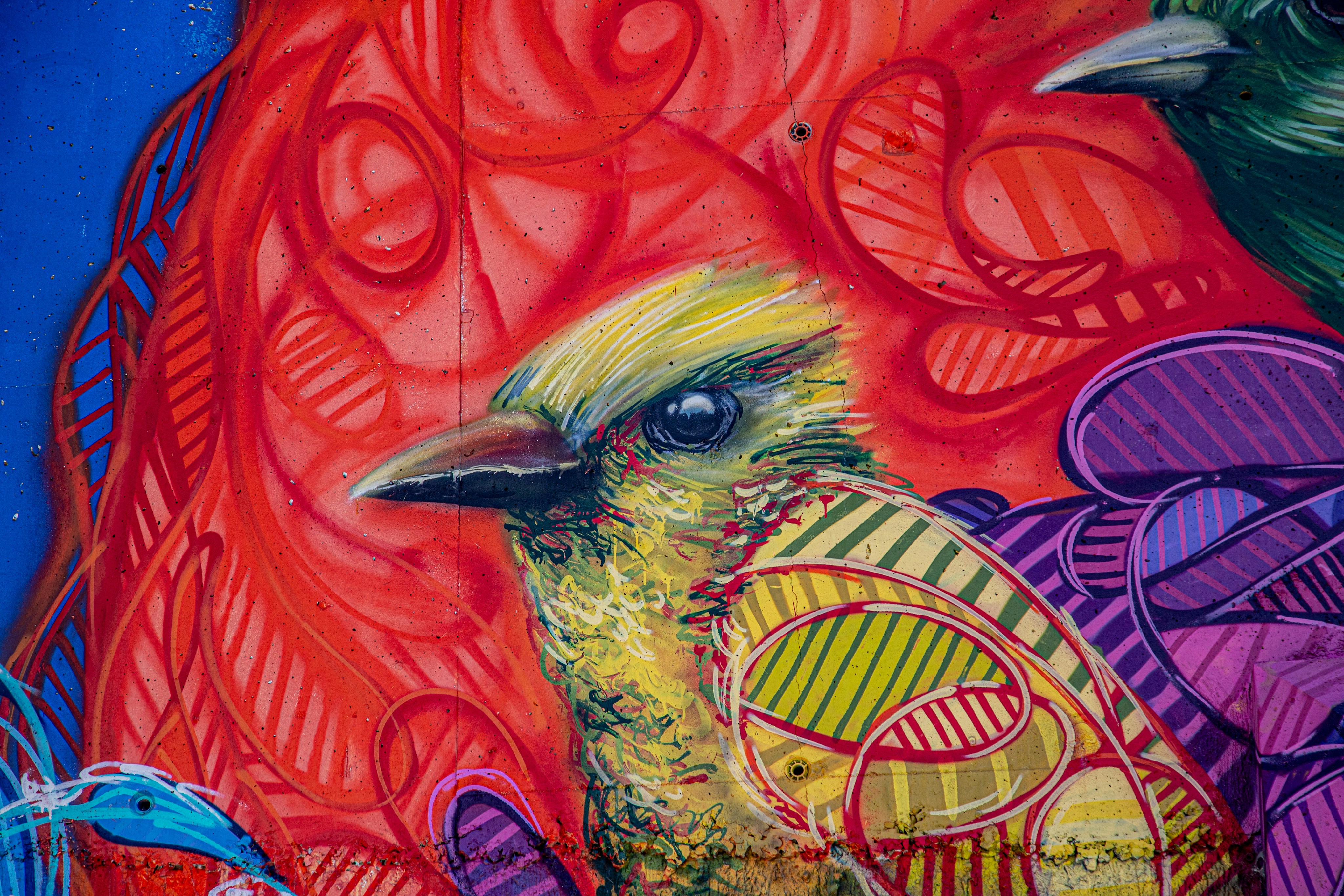 Vivid Parrot Mosaic: A Burst of Color on Urban Canvas