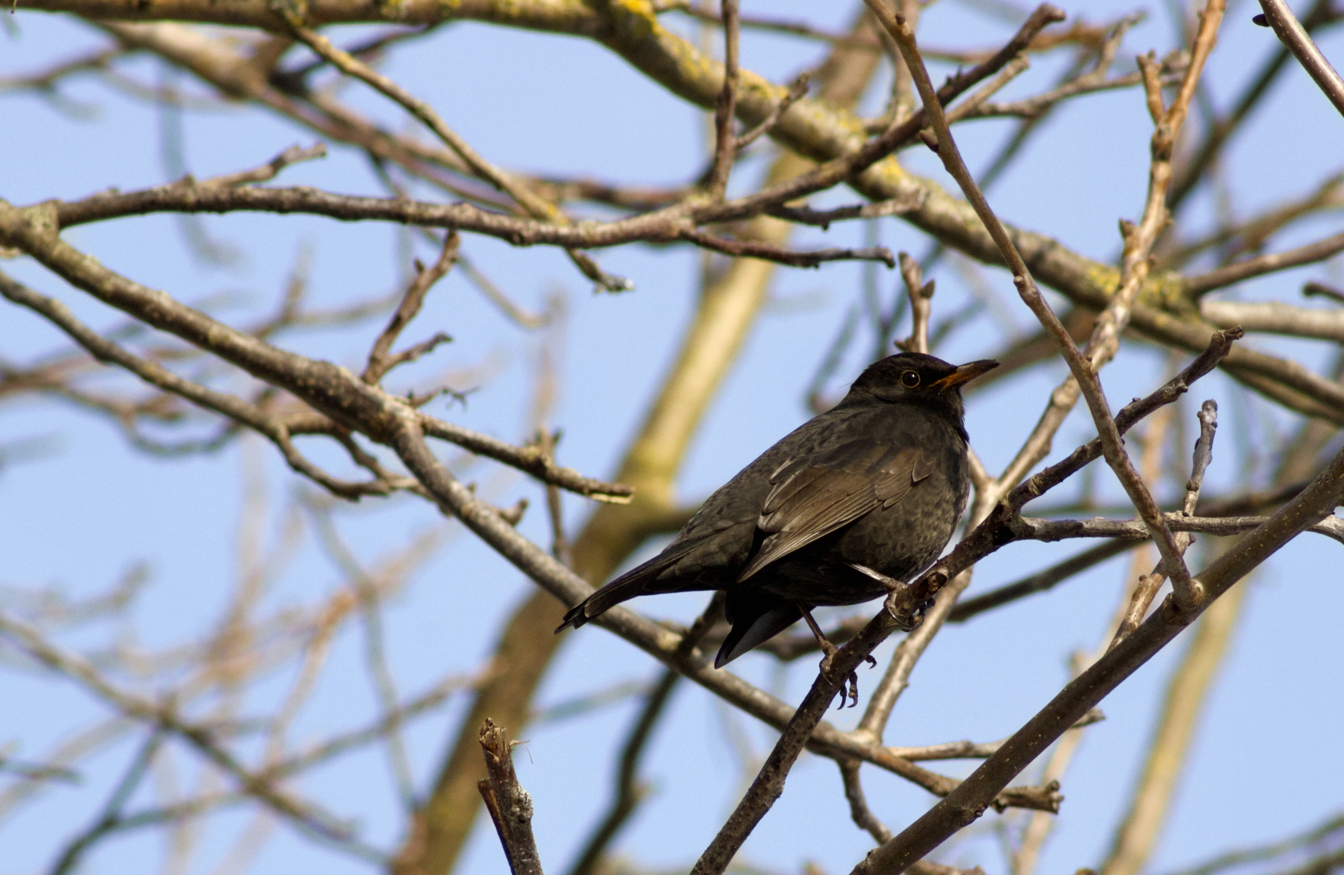 Blackbird in the Bare Branches Under a Clear Blue Sky