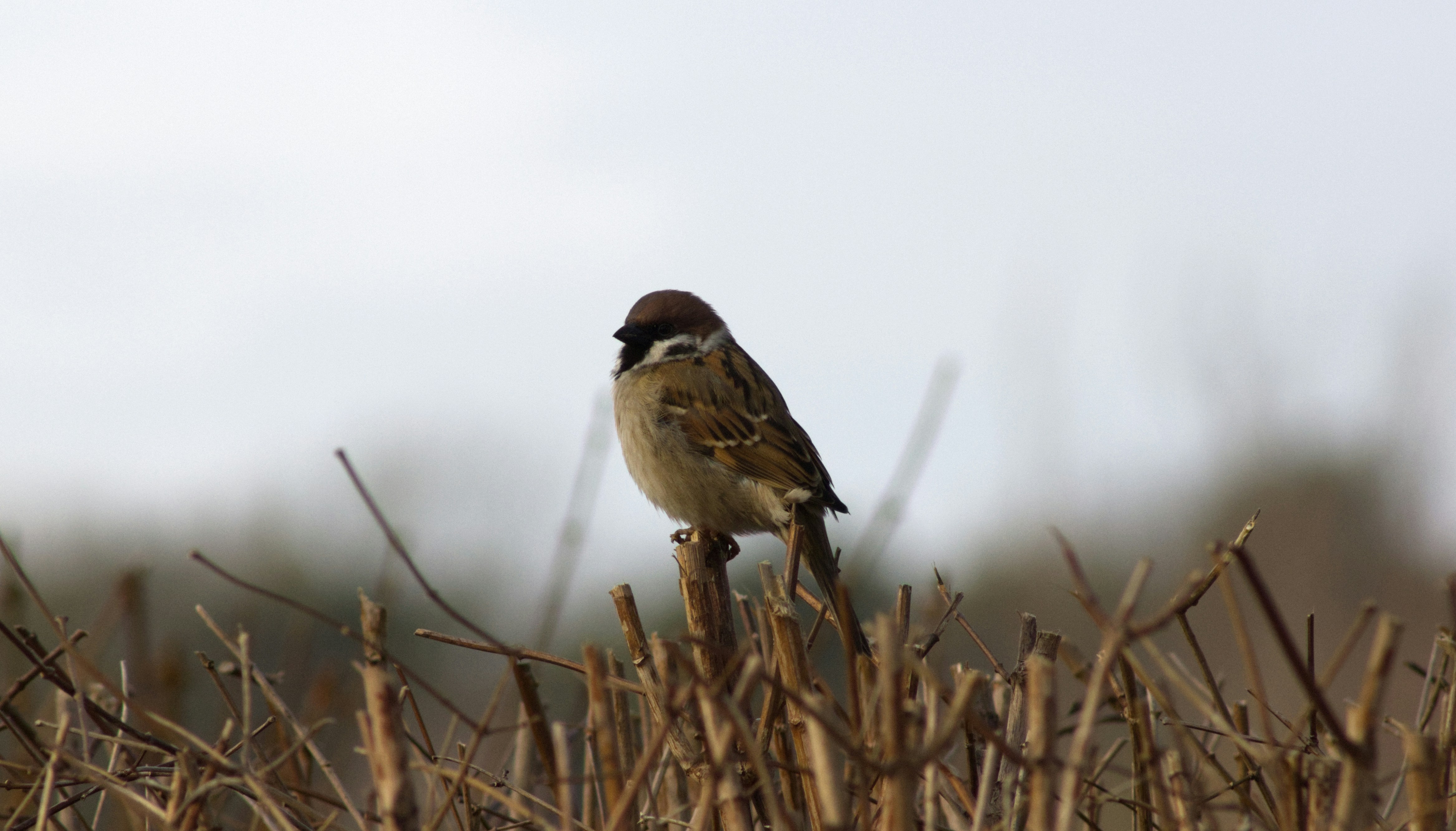 A solitary sparrow perched among winter hedgerow