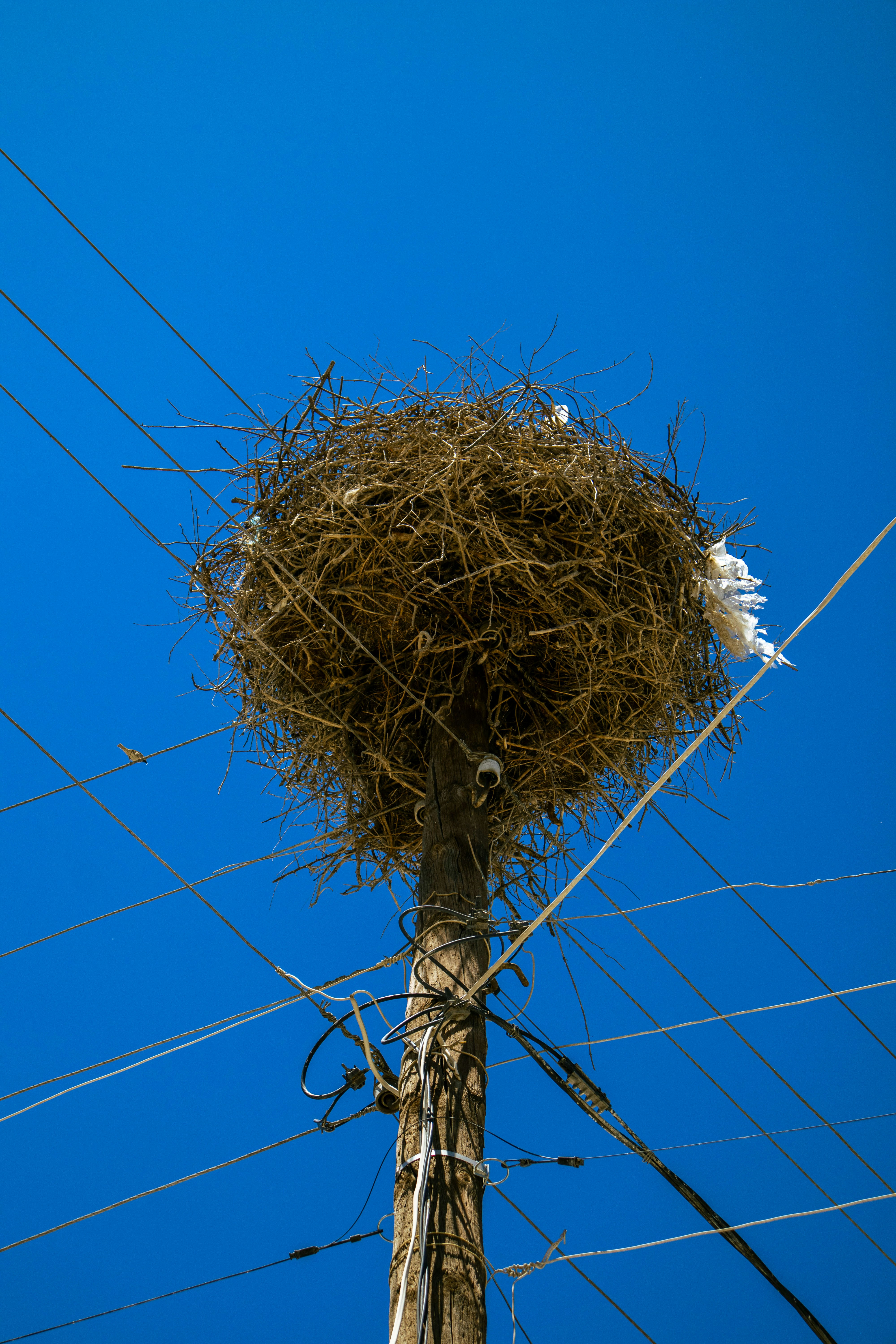 Blue Sky Nest: A Weathered Power Pole Crowned with a Bird's Nest