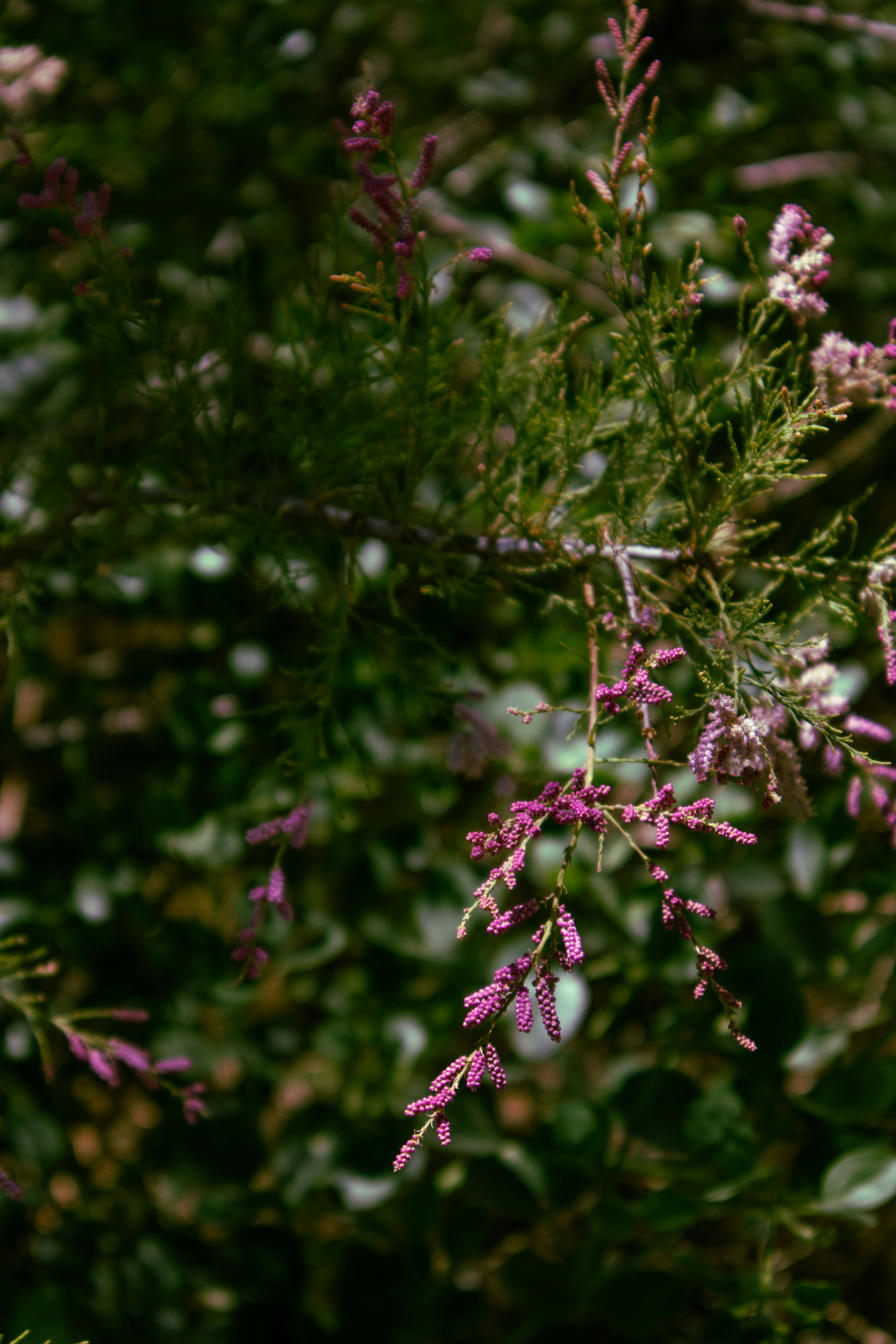 Purple sprigs catching the late sun among shadowed greens