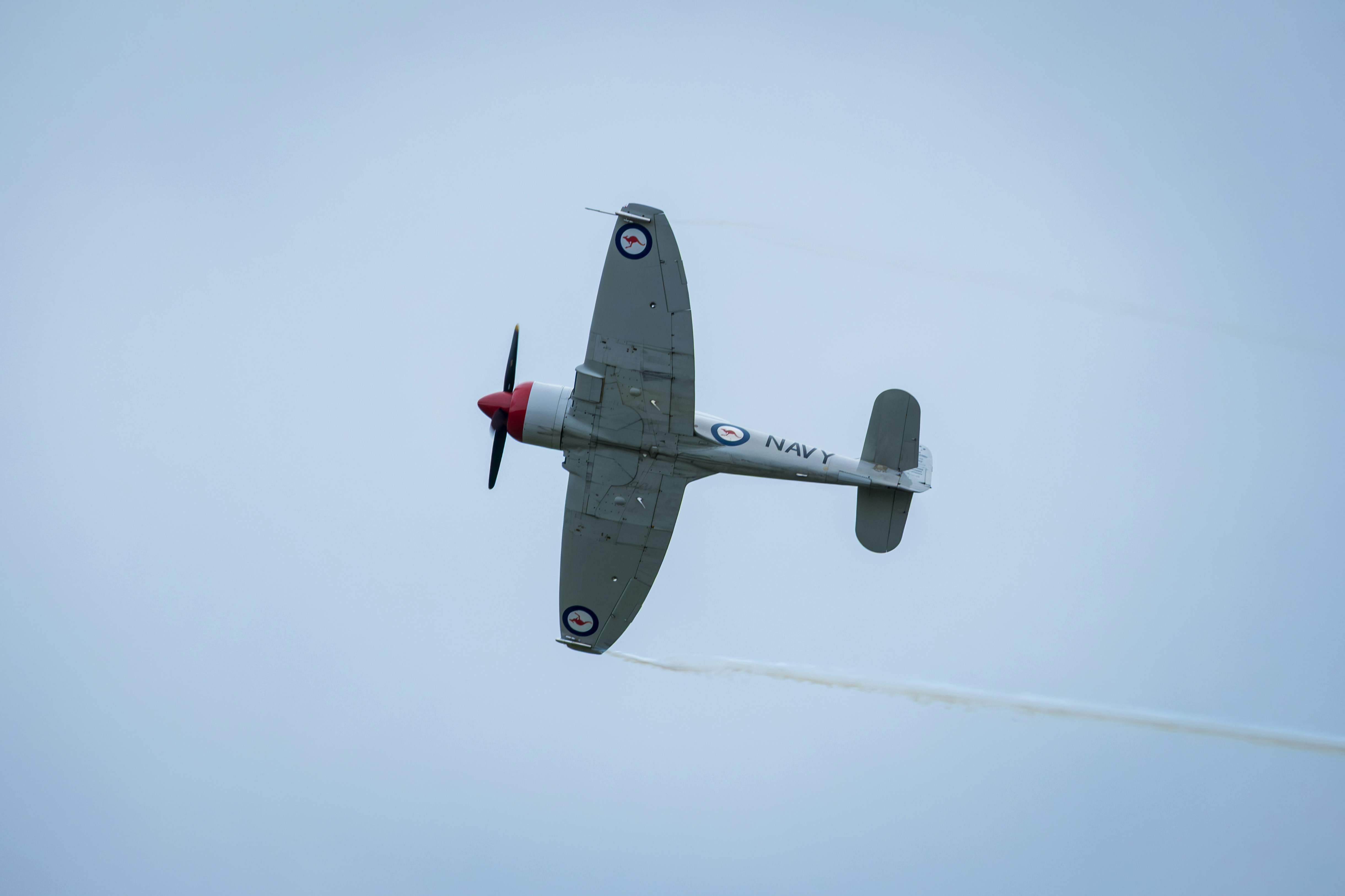 Glimpse of a Flight Solo: Tail-Twisting Acrobat in Blue
