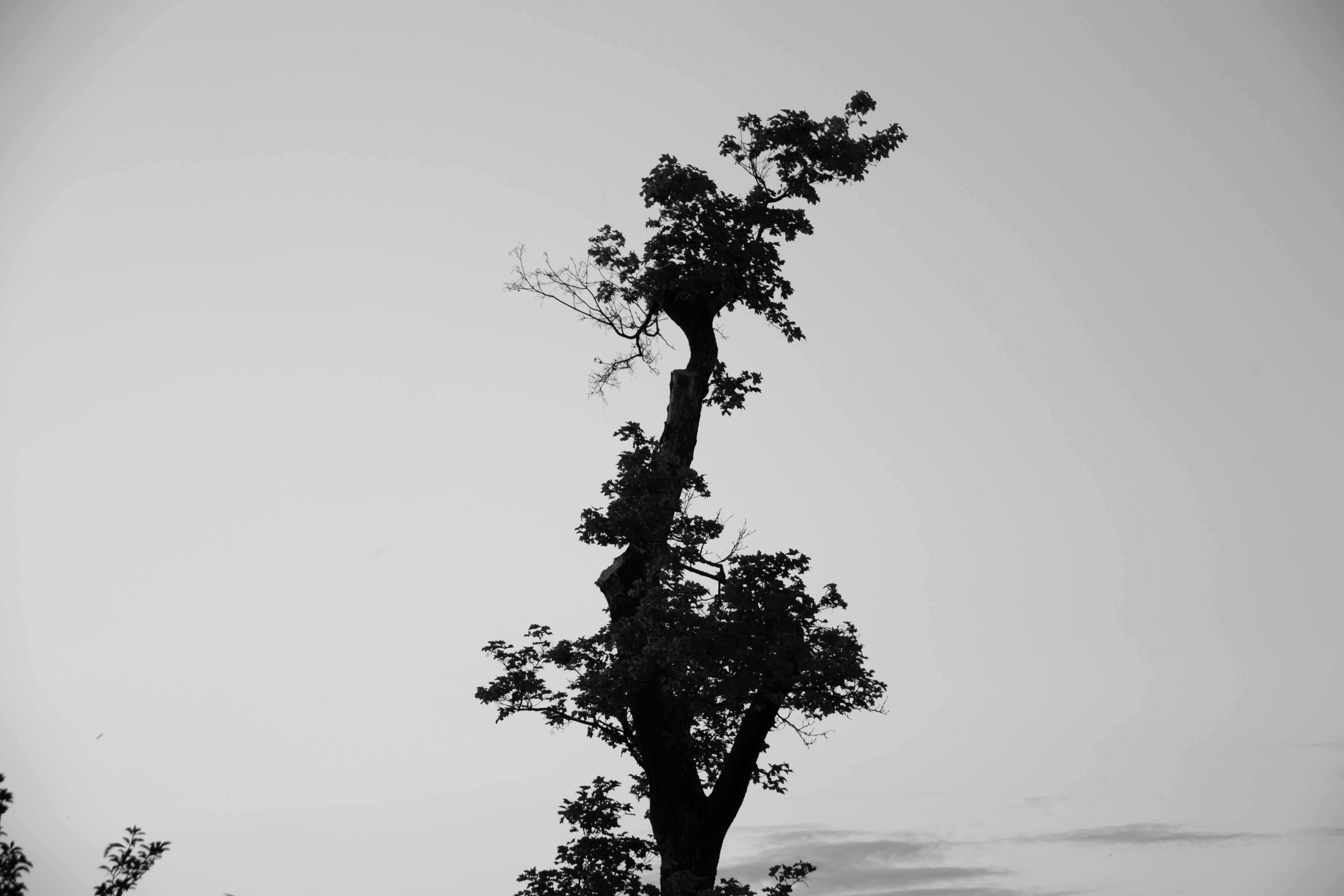 Lone Desert Guardian: A Weathered Tree Reaches for the Sky