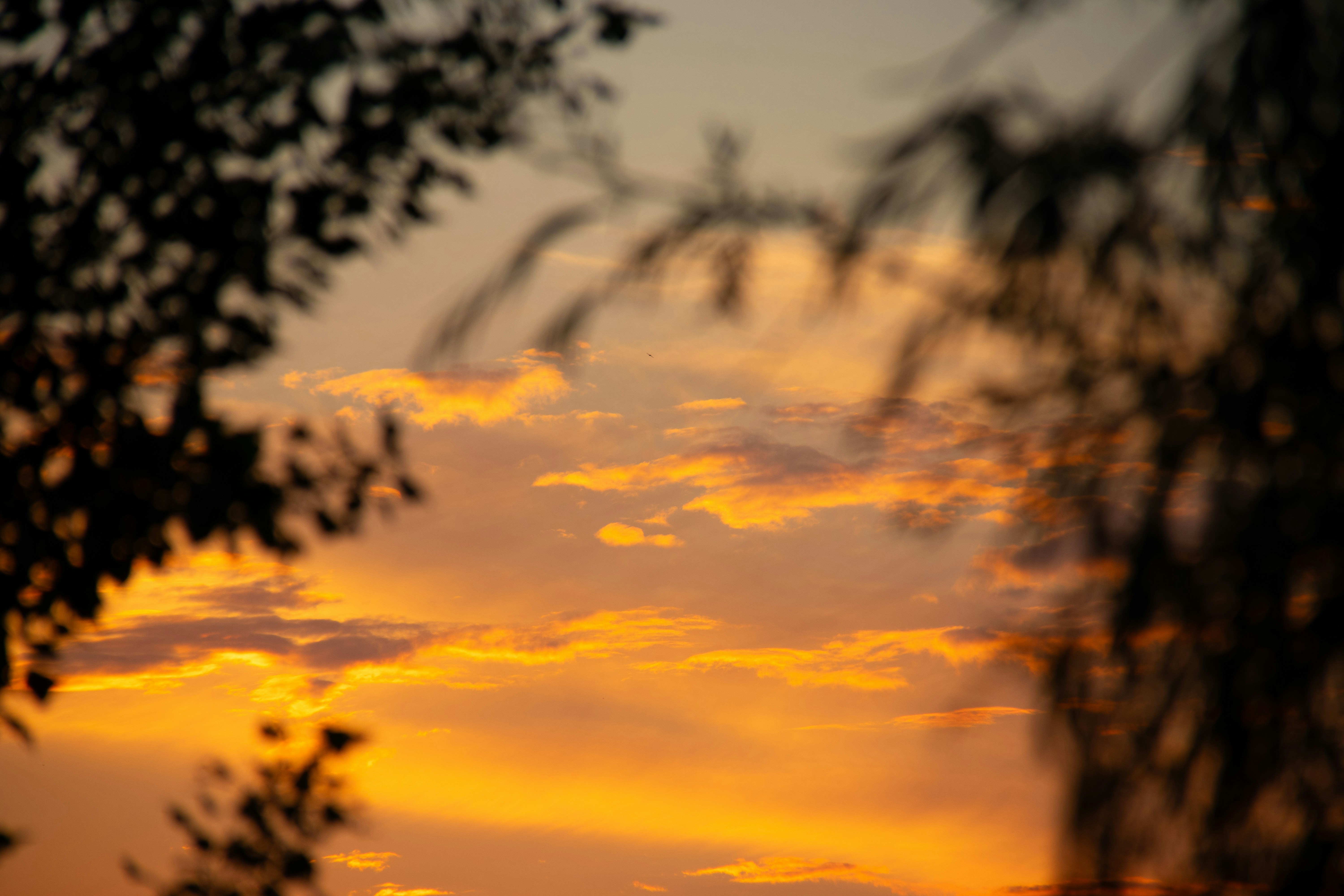 Blurry Sunset Silhouette Through Foliage